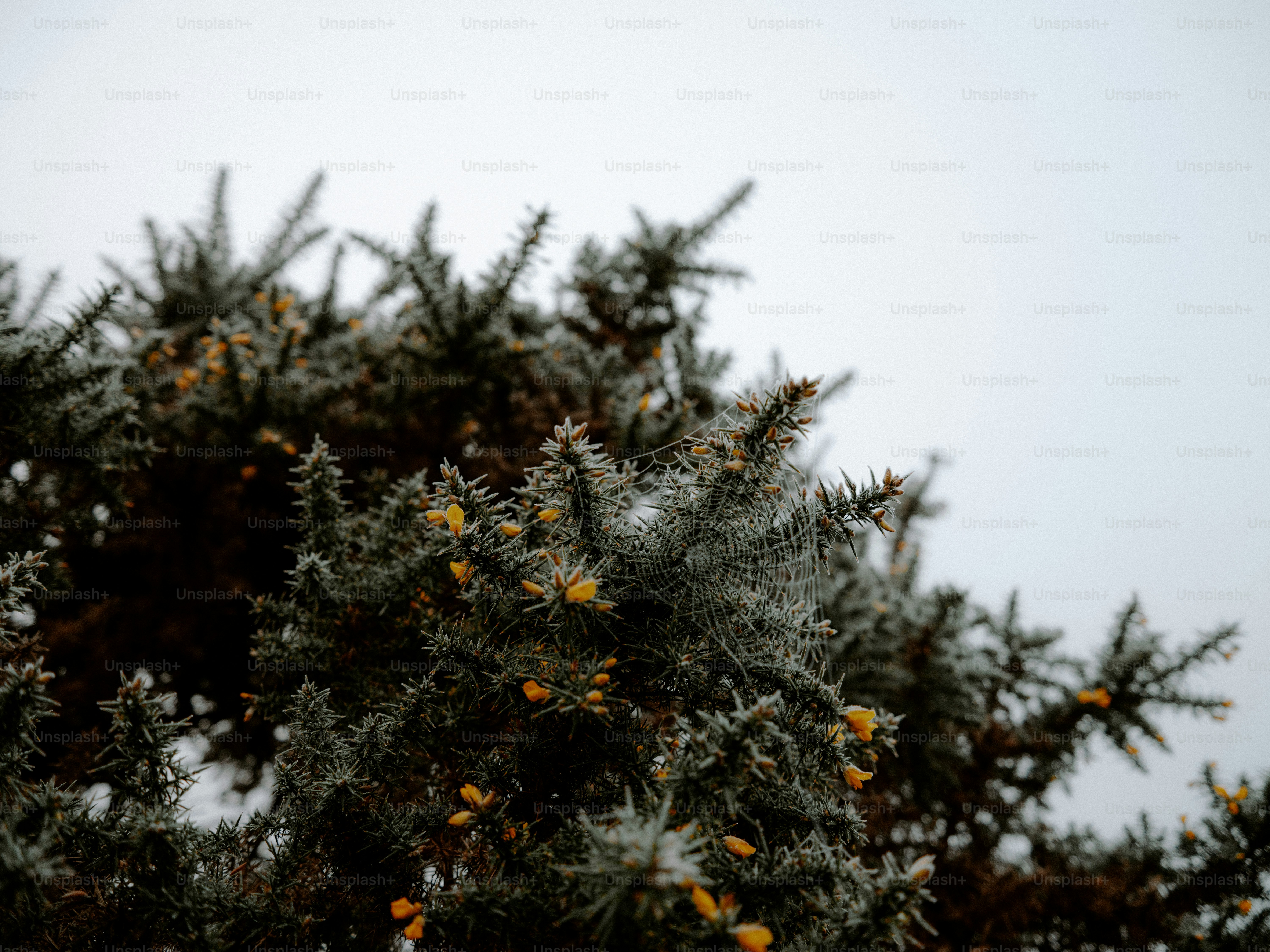 Frosty spiderweb on a thorny bush with yellow flowers. photo – Texture ...