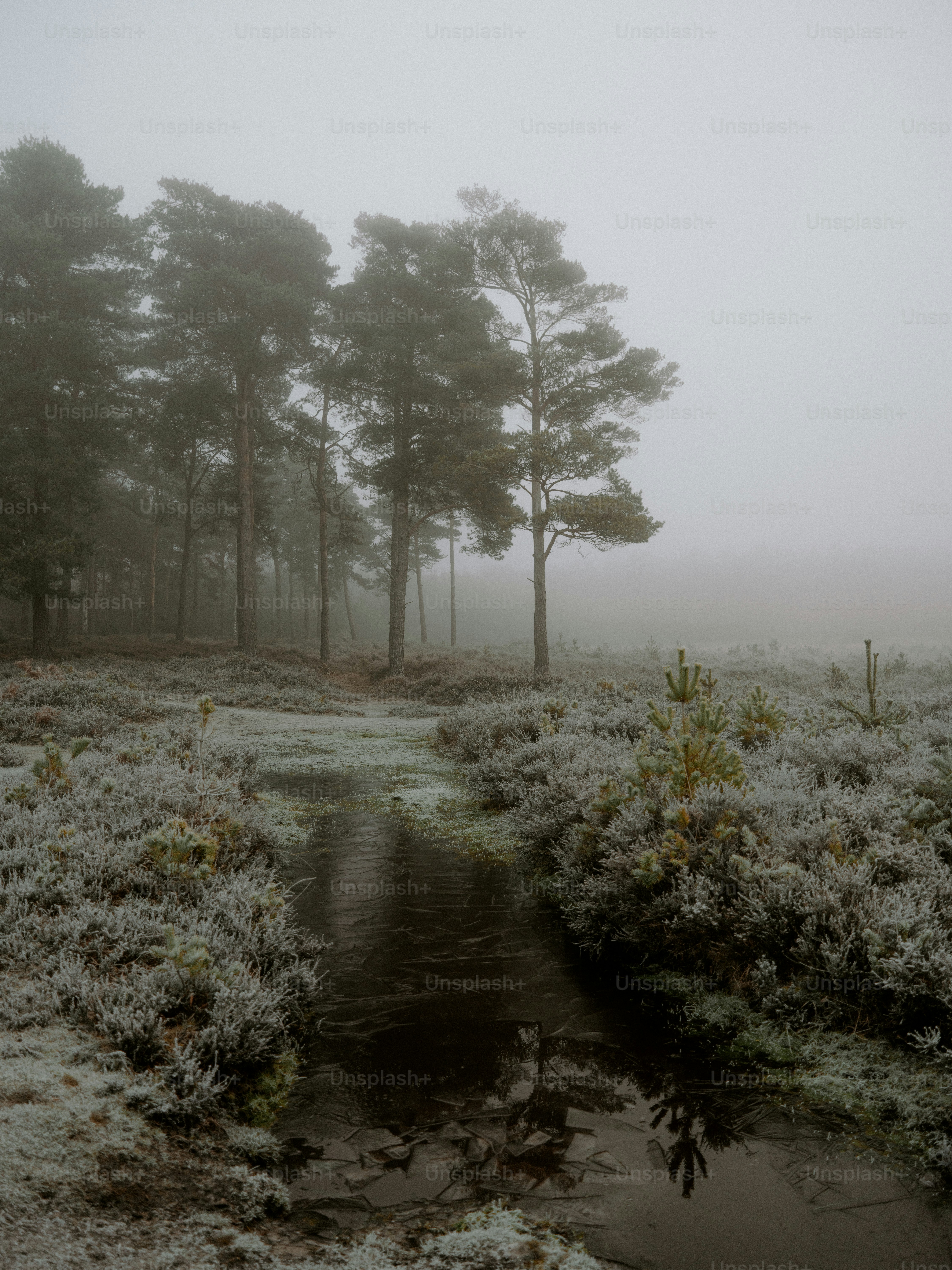 Bare trees line a misty forest path photo – Winter Image on Unsplash
