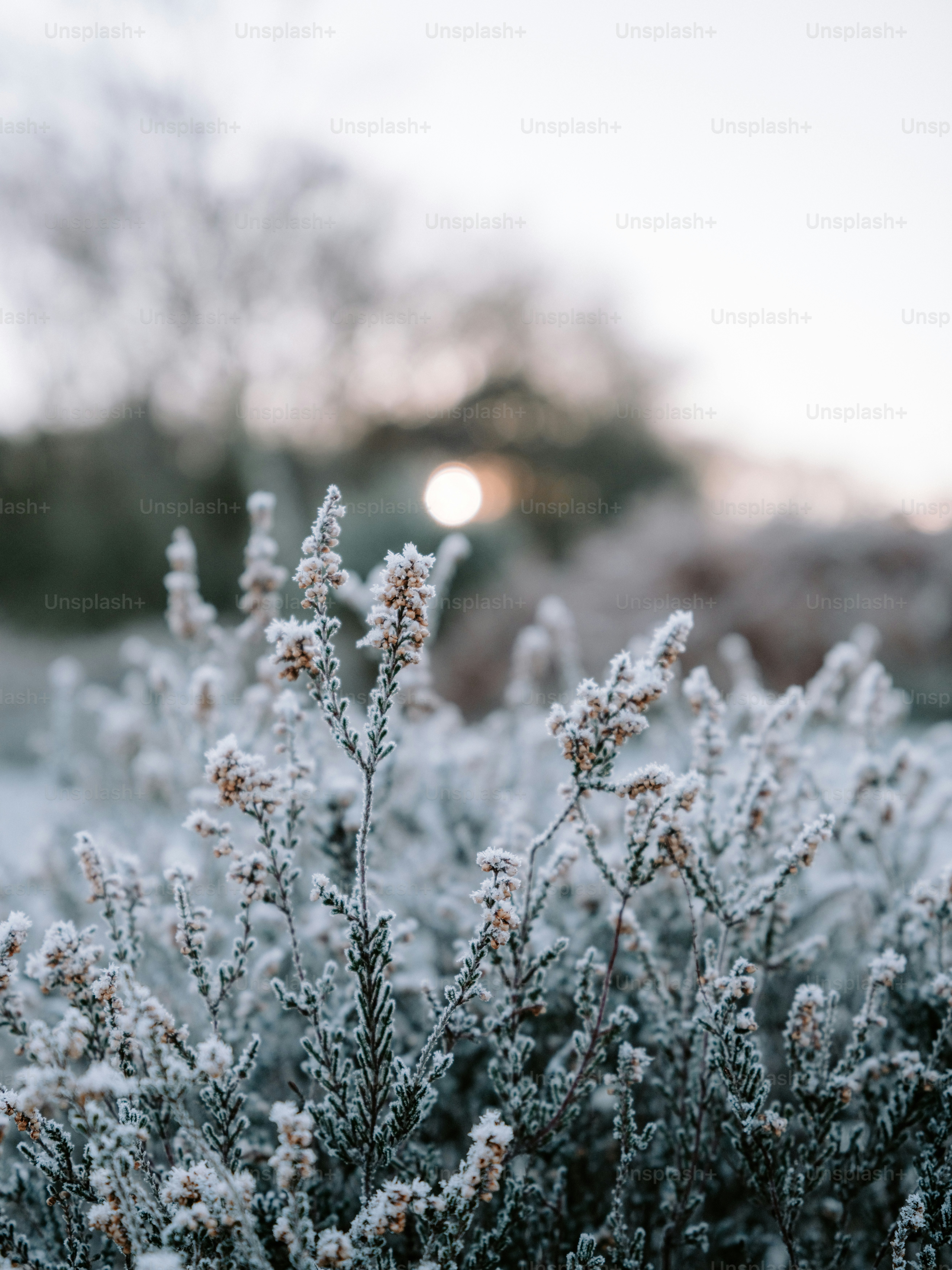 Plantas cubiertas de escarcha con sol de fondo foto – Imagen de Al aire ...