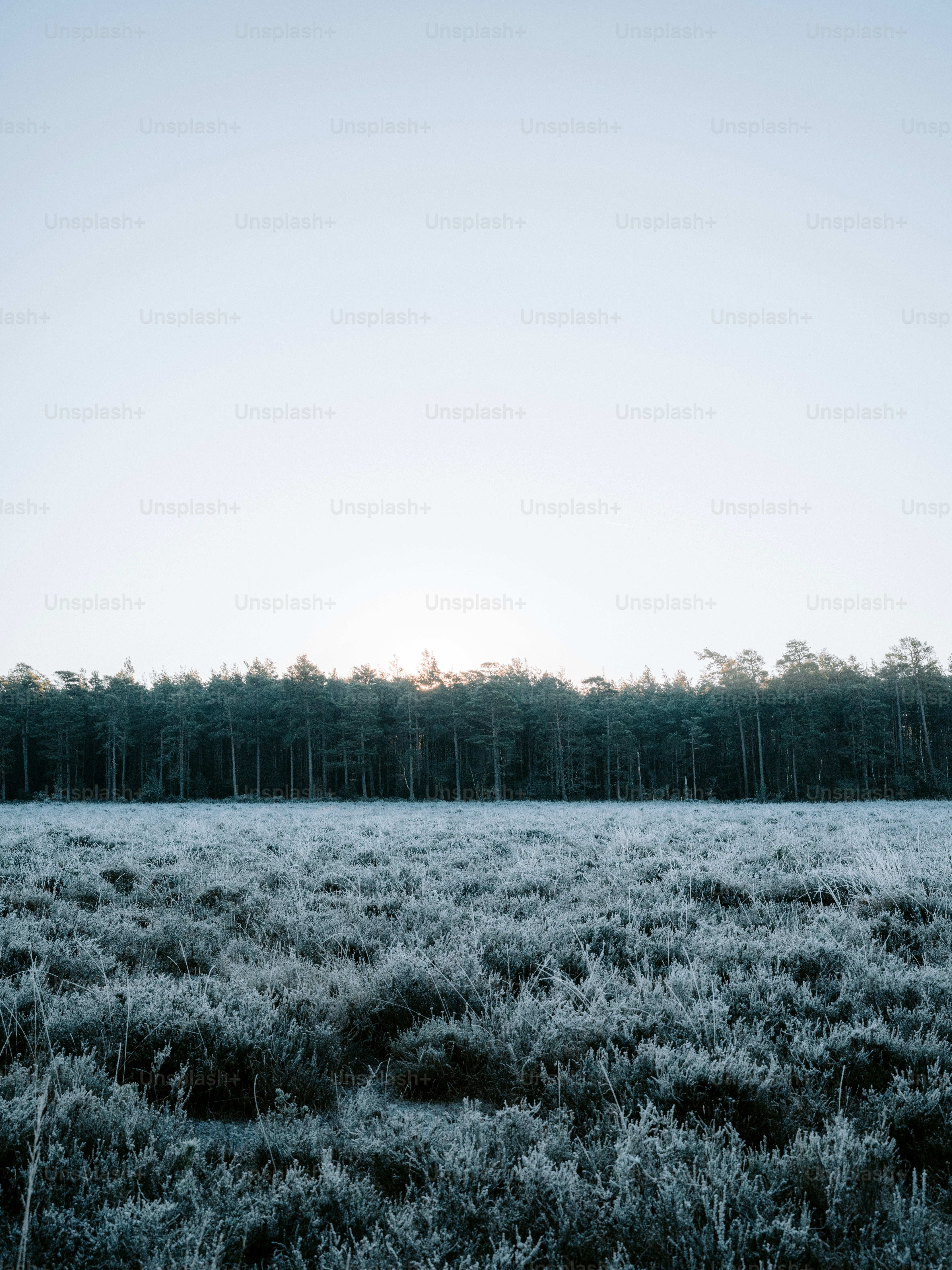 Campo helado con un horizonte oscuro de bosque. foto – Imagen de ...