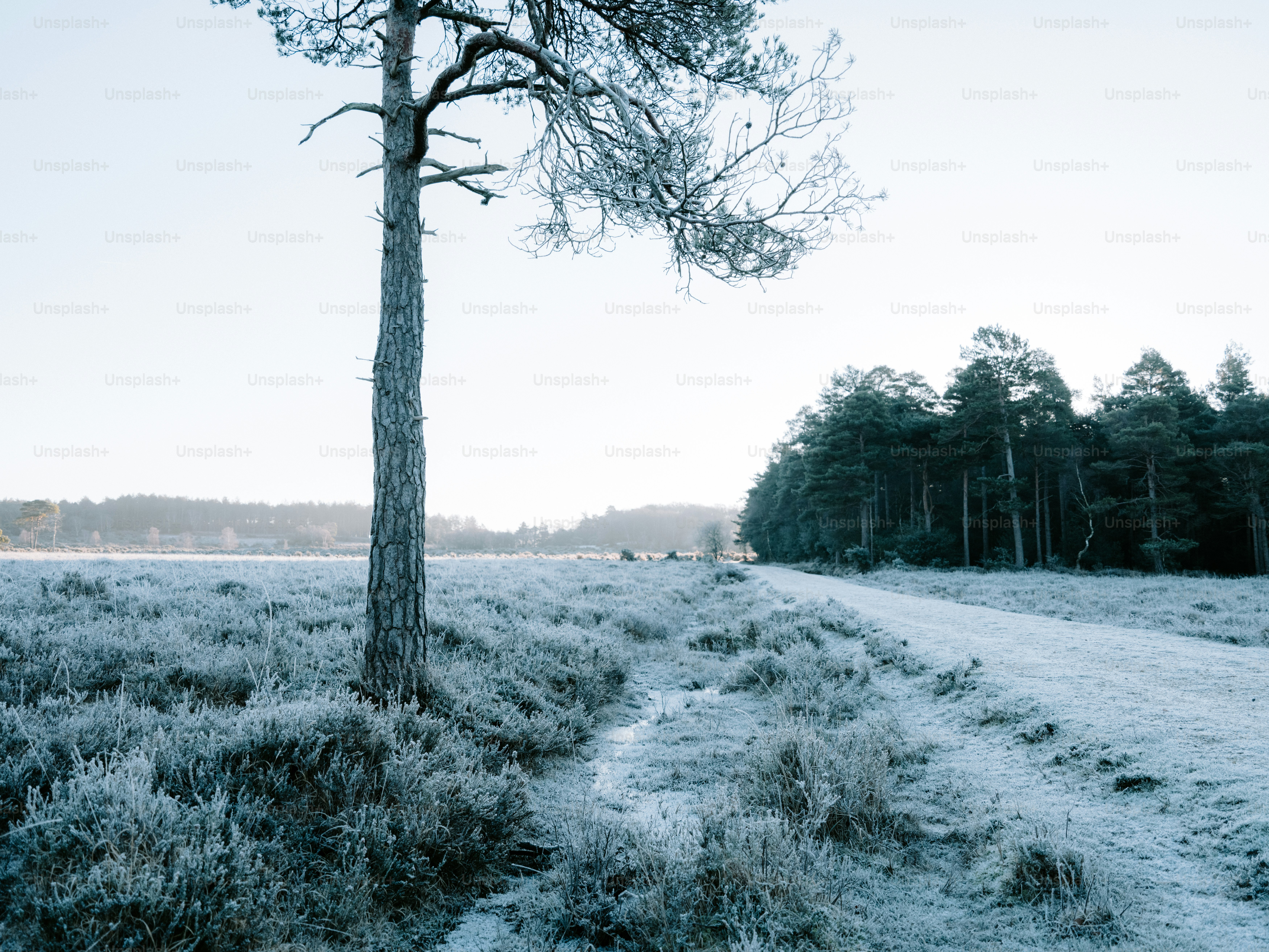 Frosty path leads through a winter forest landscape with trees. photo ...