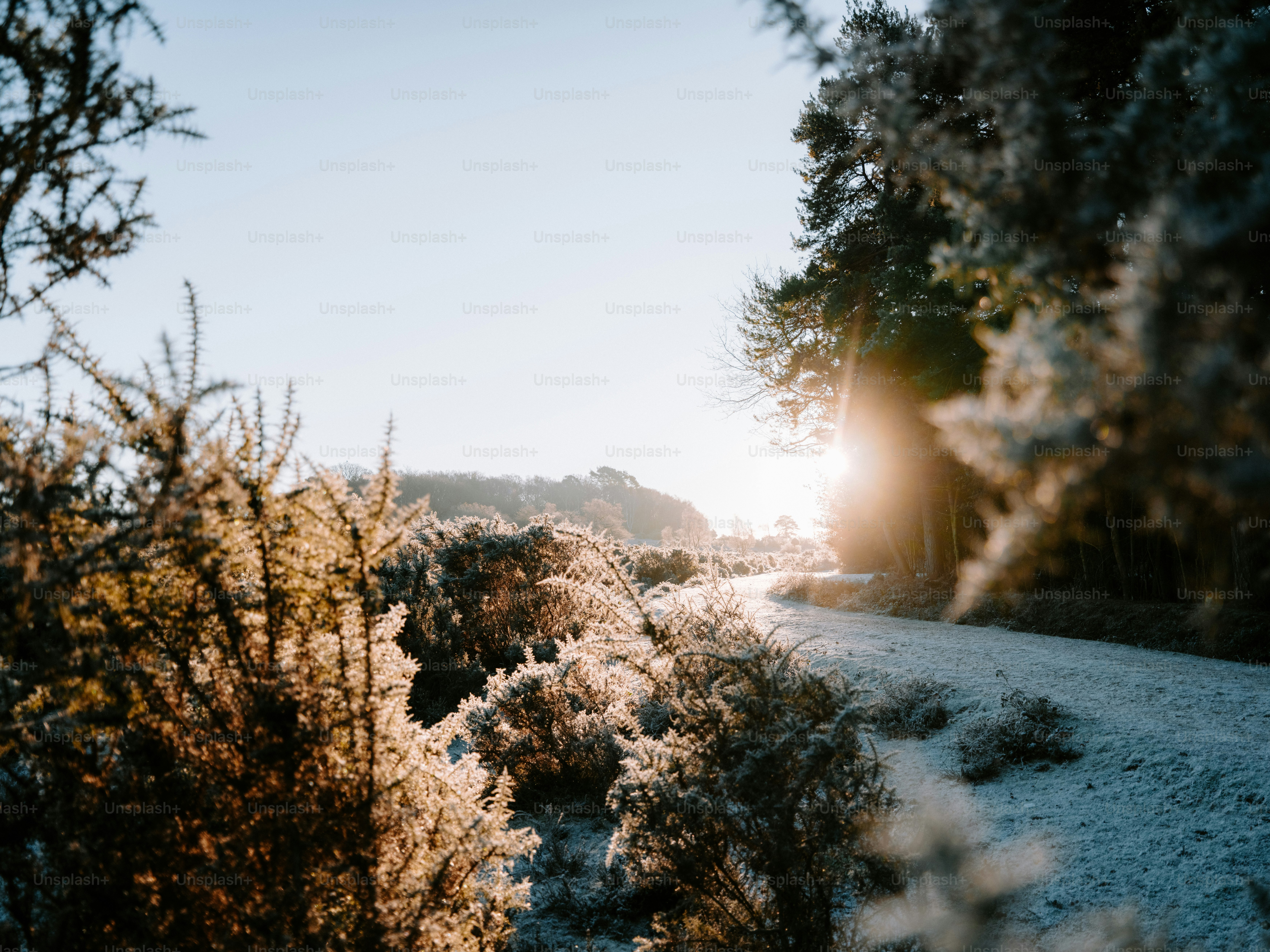 Winter sun shines on a frosty, snow-covered path. photo – Winter Image ...