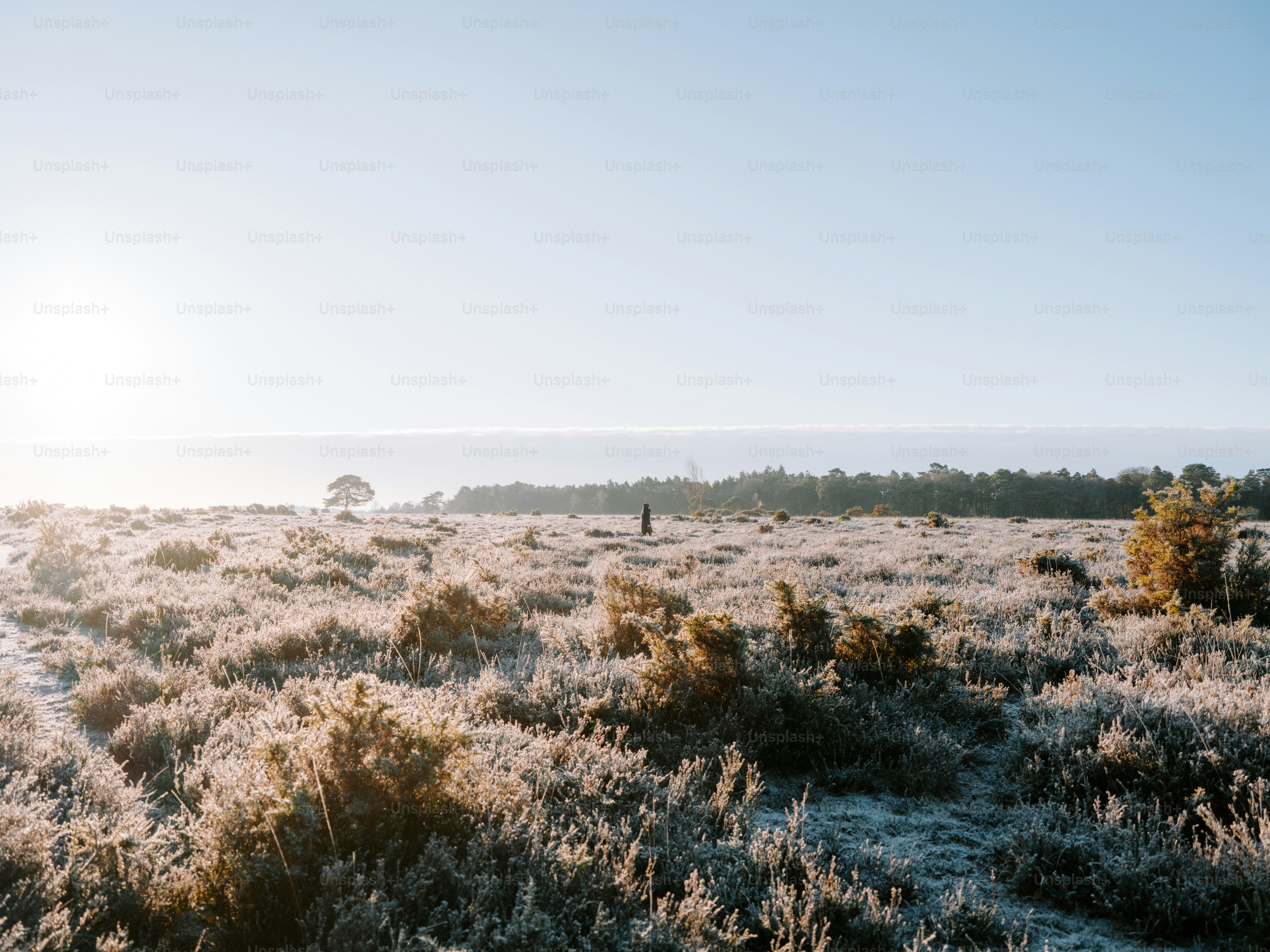 Campo helado con un horizonte oscuro de bosque. foto – Imagen de ...