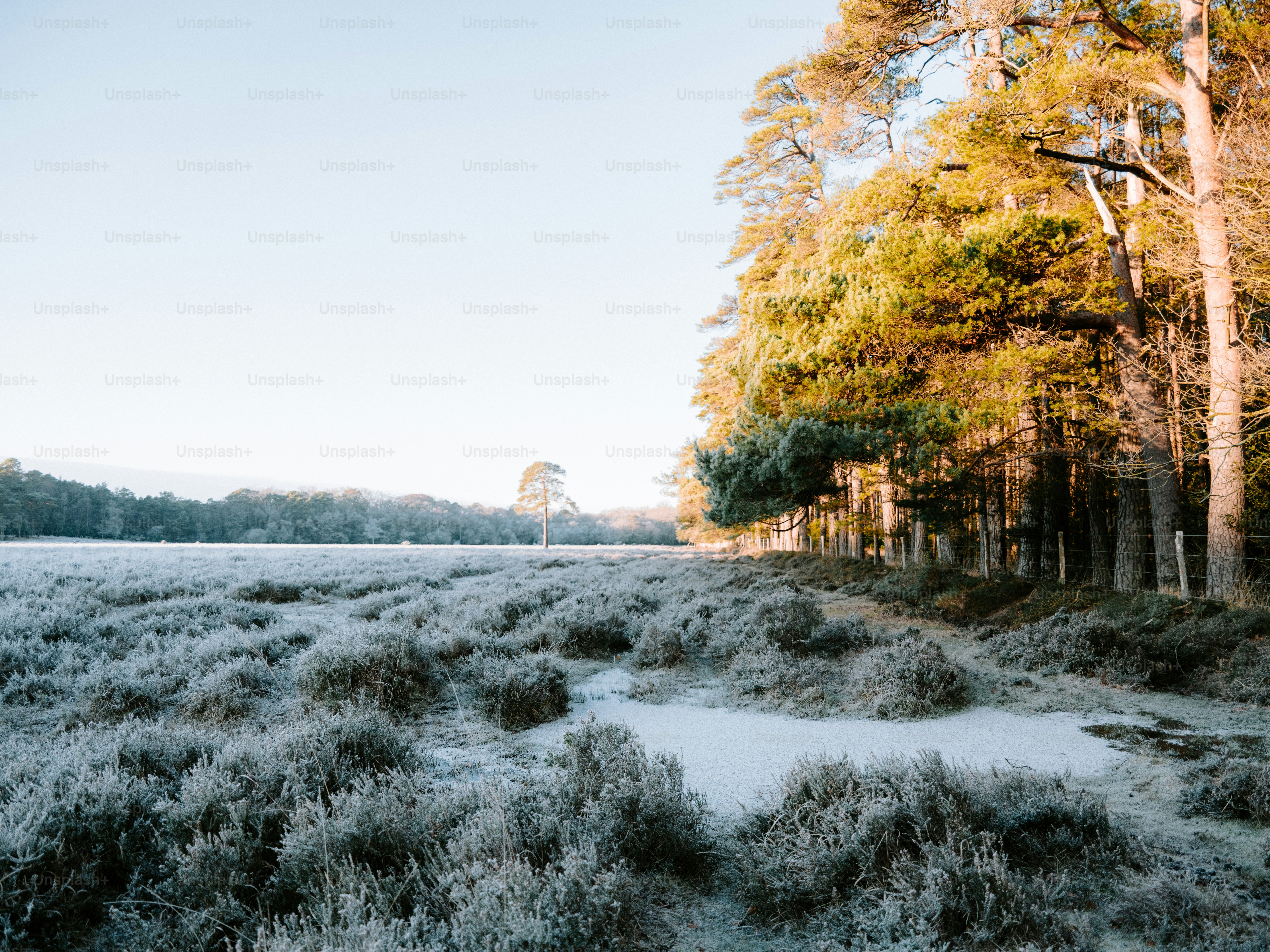 Campo helado con un horizonte oscuro de bosque. foto – Imagen de ...