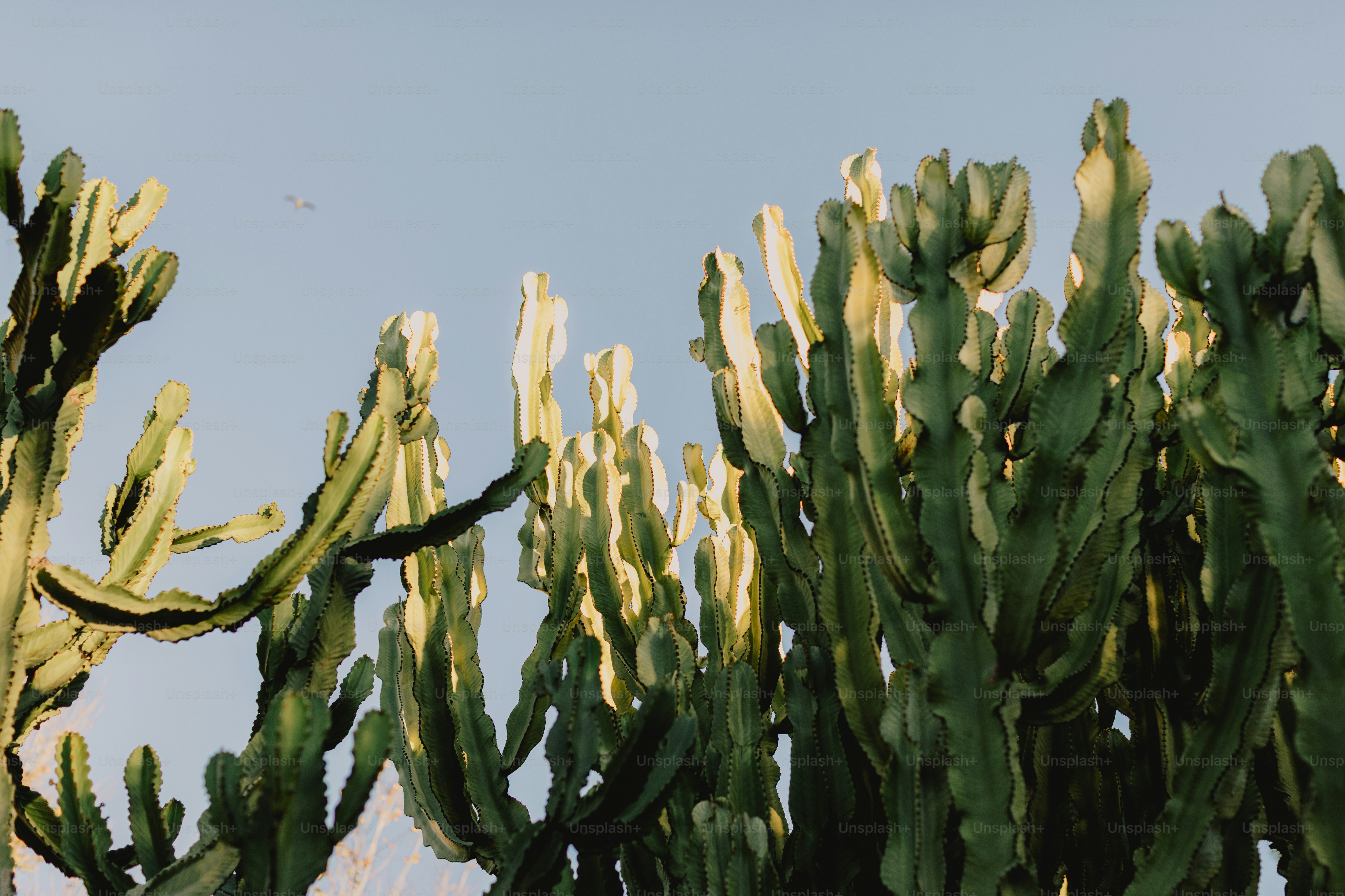 Tall green cacti against a clear blue sky photo – Texture Image on Unsplash