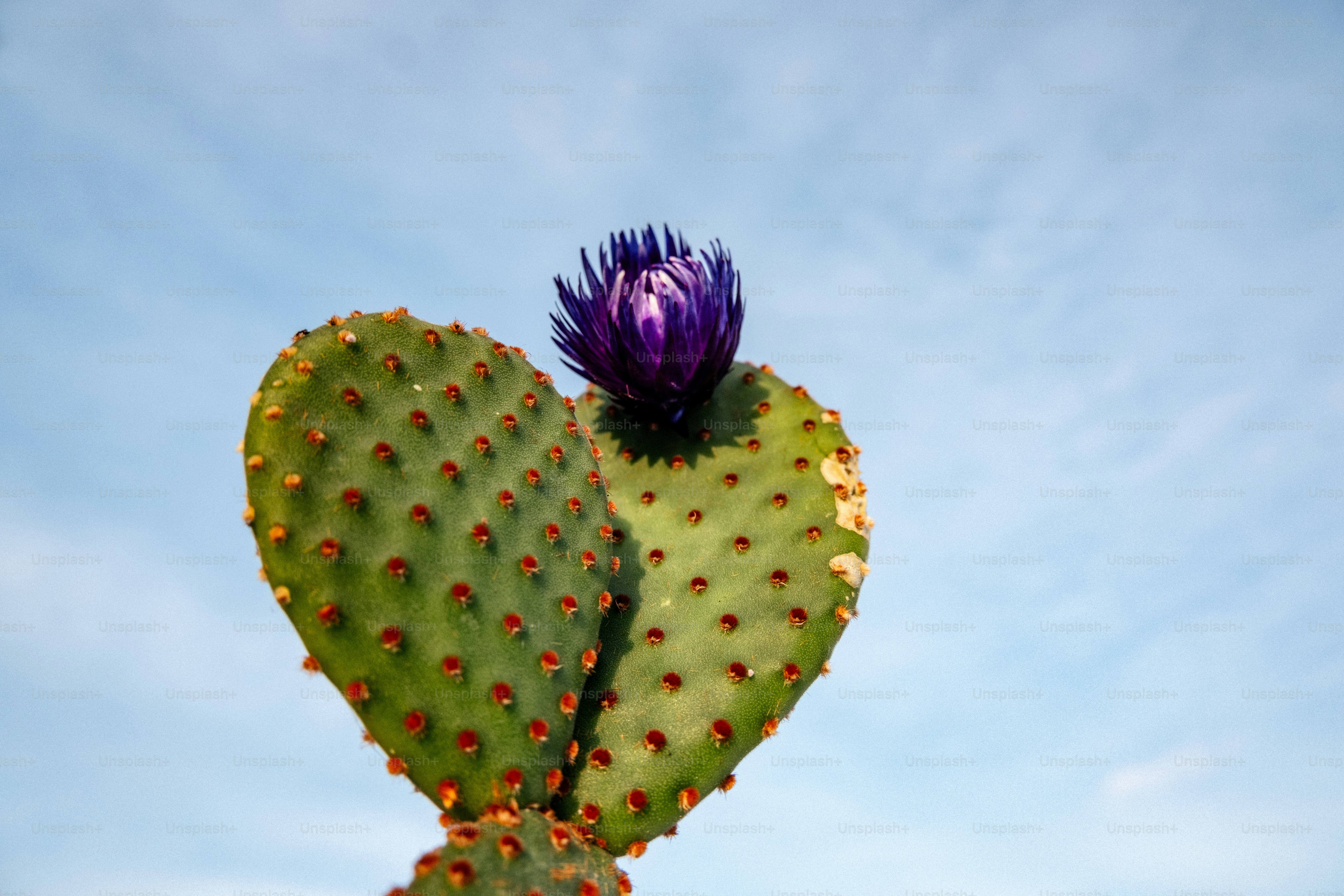 Heart-shaped cactus pad with a purple flower. photo – Flower Image on ...