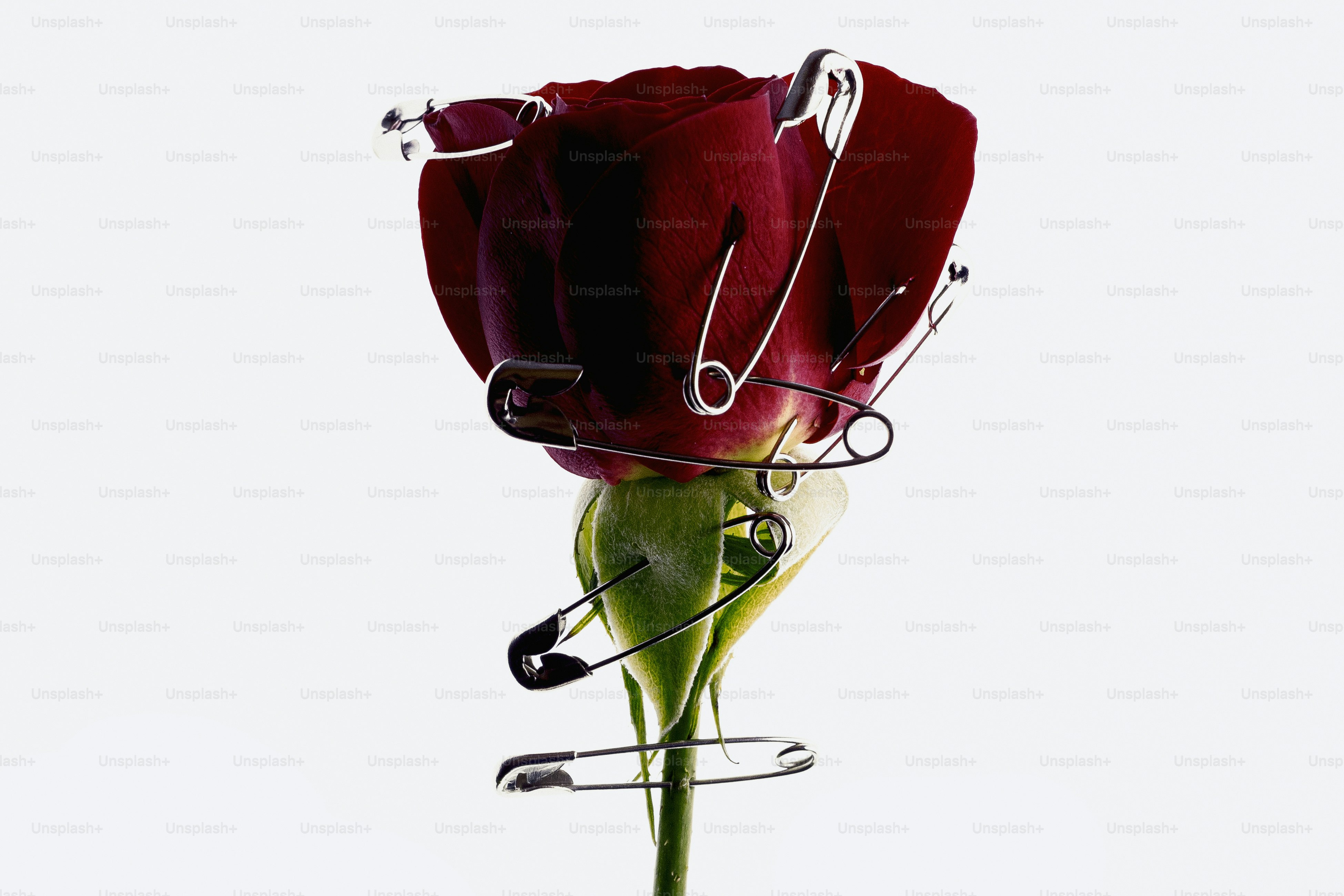 A single red rose shattering into pieces photo – Rose Image on Unsplash
