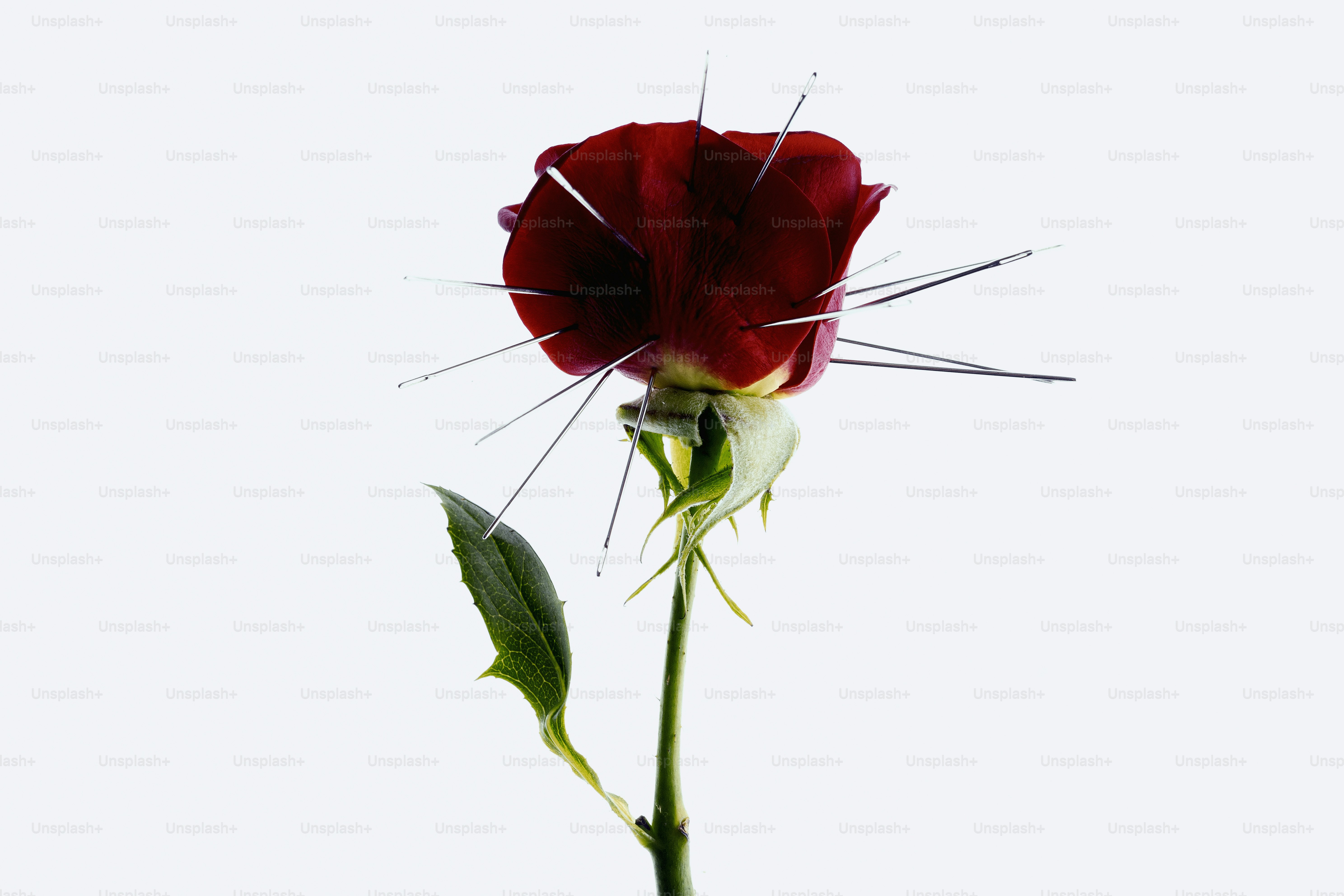 A single red rose shattering into pieces photo – Rose Image on Unsplash