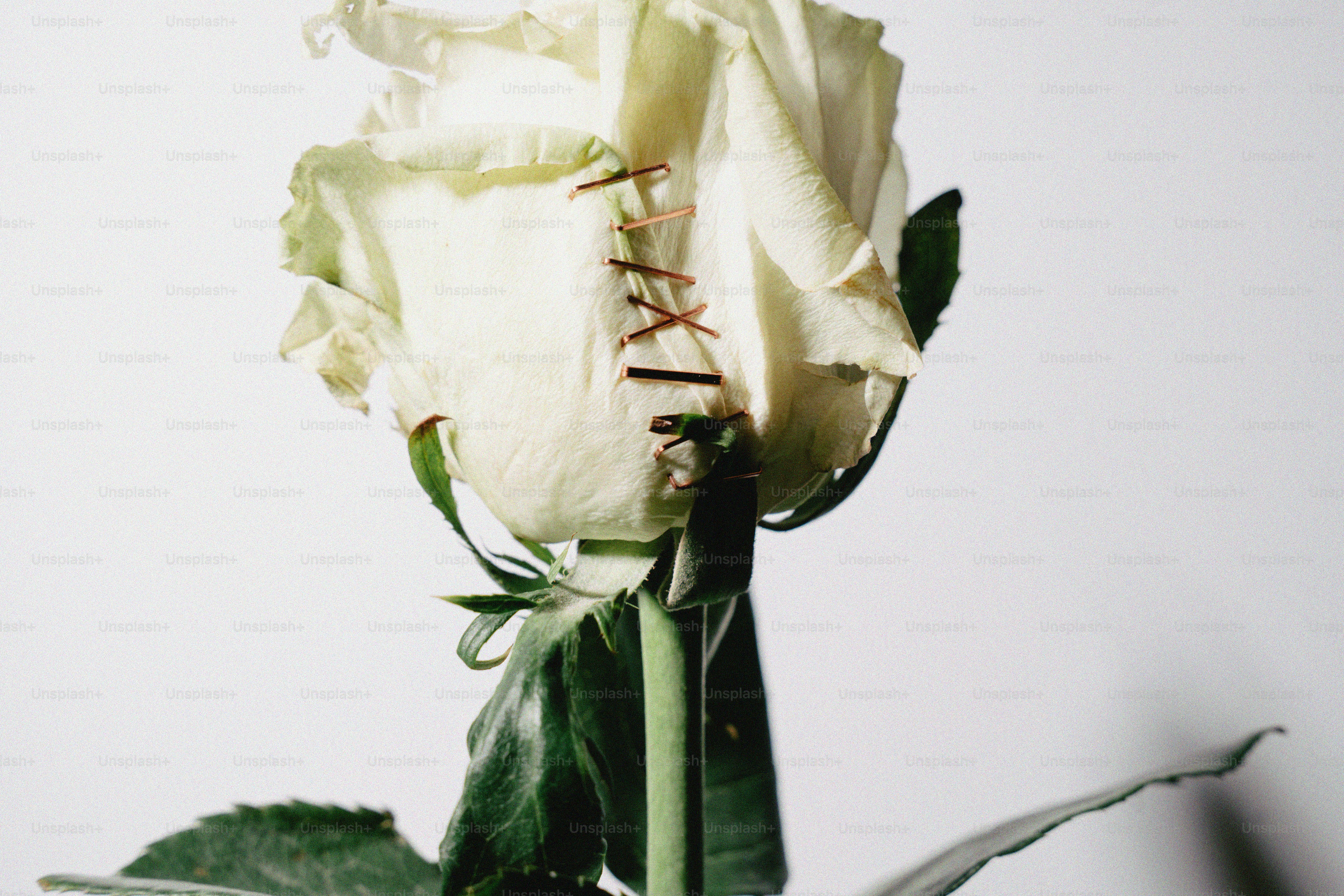 Rosas rojas esparcidas sobre asfalto con una línea blanca. foto ...