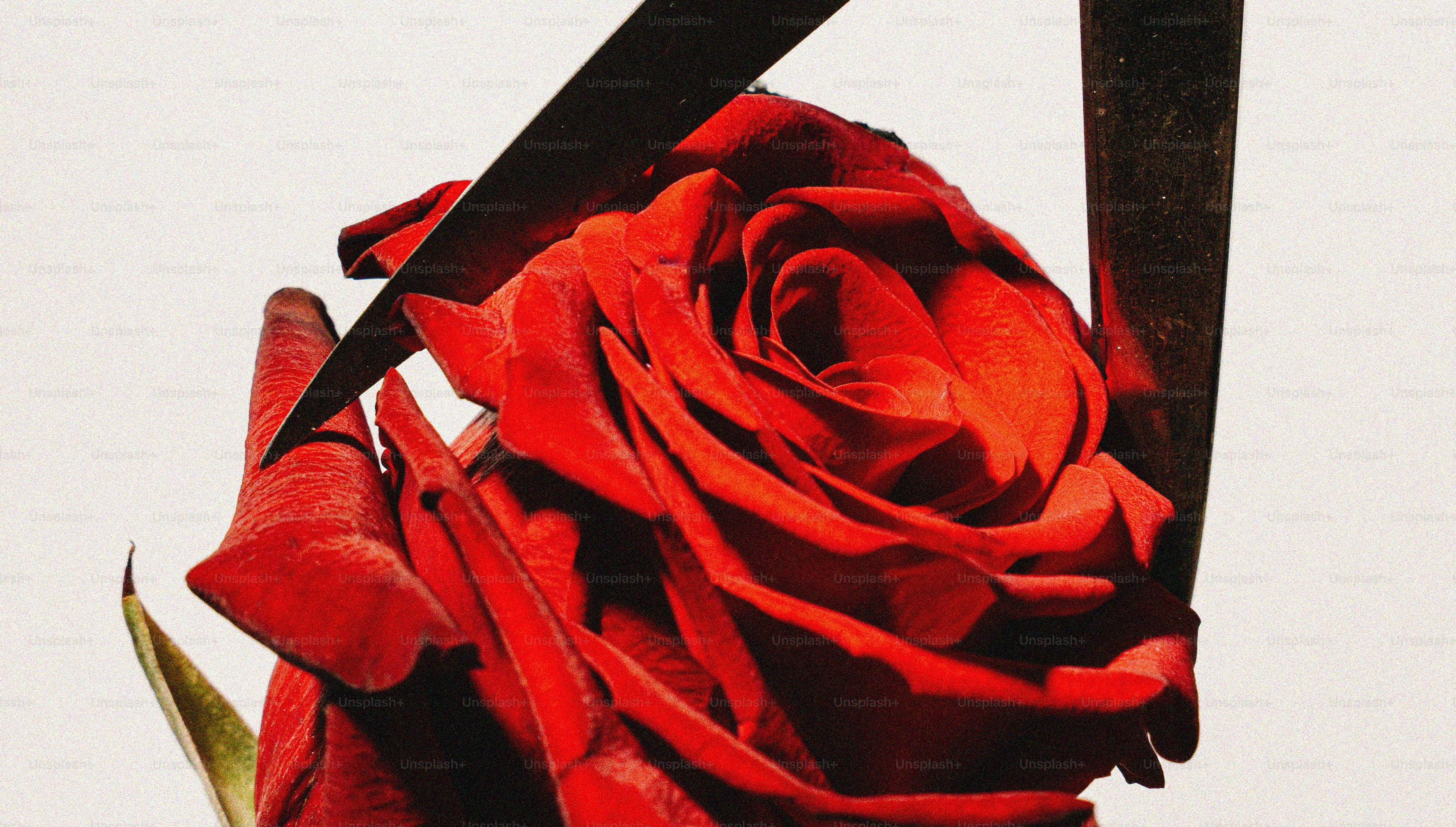 Rosas rojas en una bolsa de papel junto a un desagüe foto – Imagen de ...