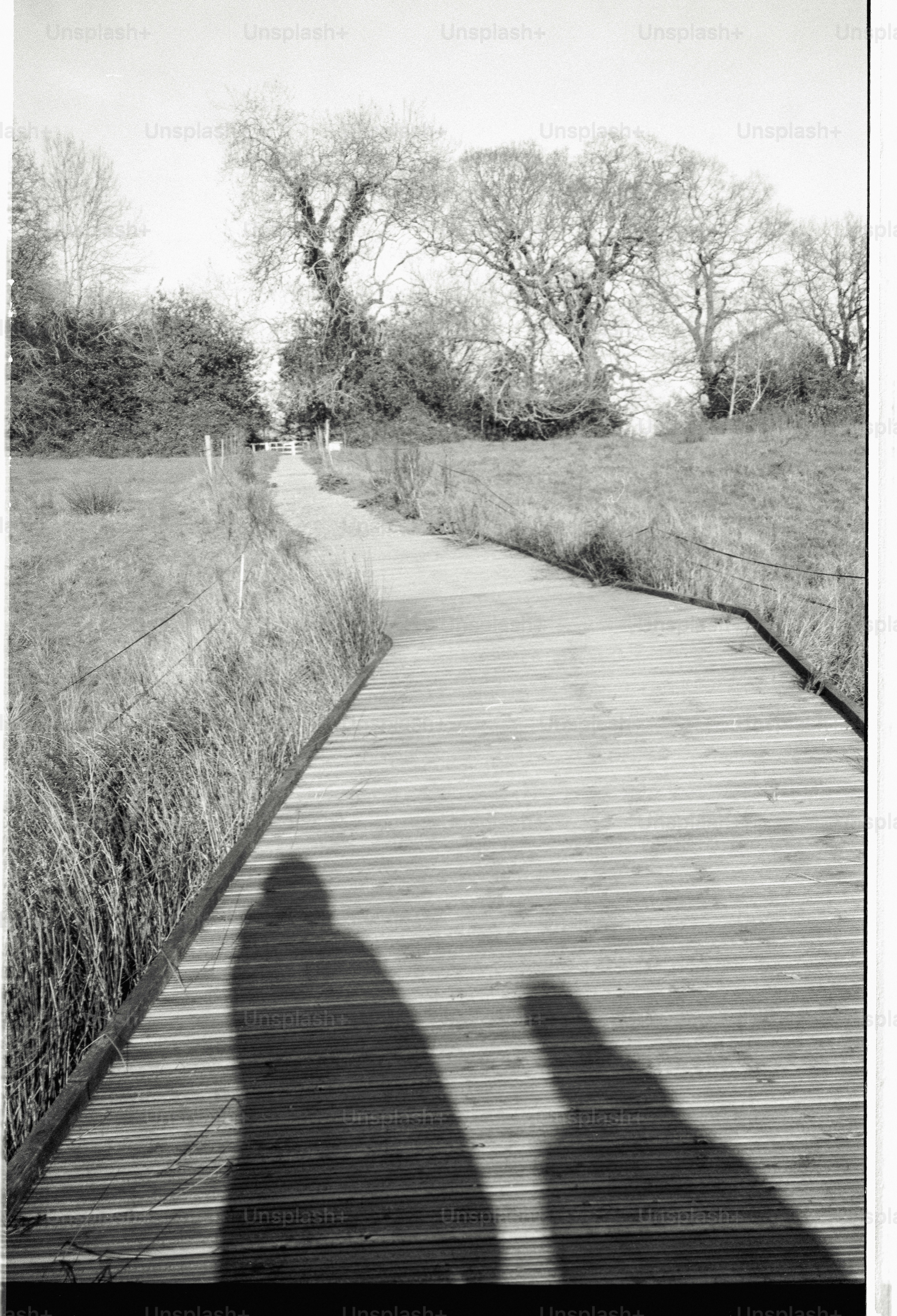 Wooden walkway with shadows of two people. photo – Grass Image on Unsplash