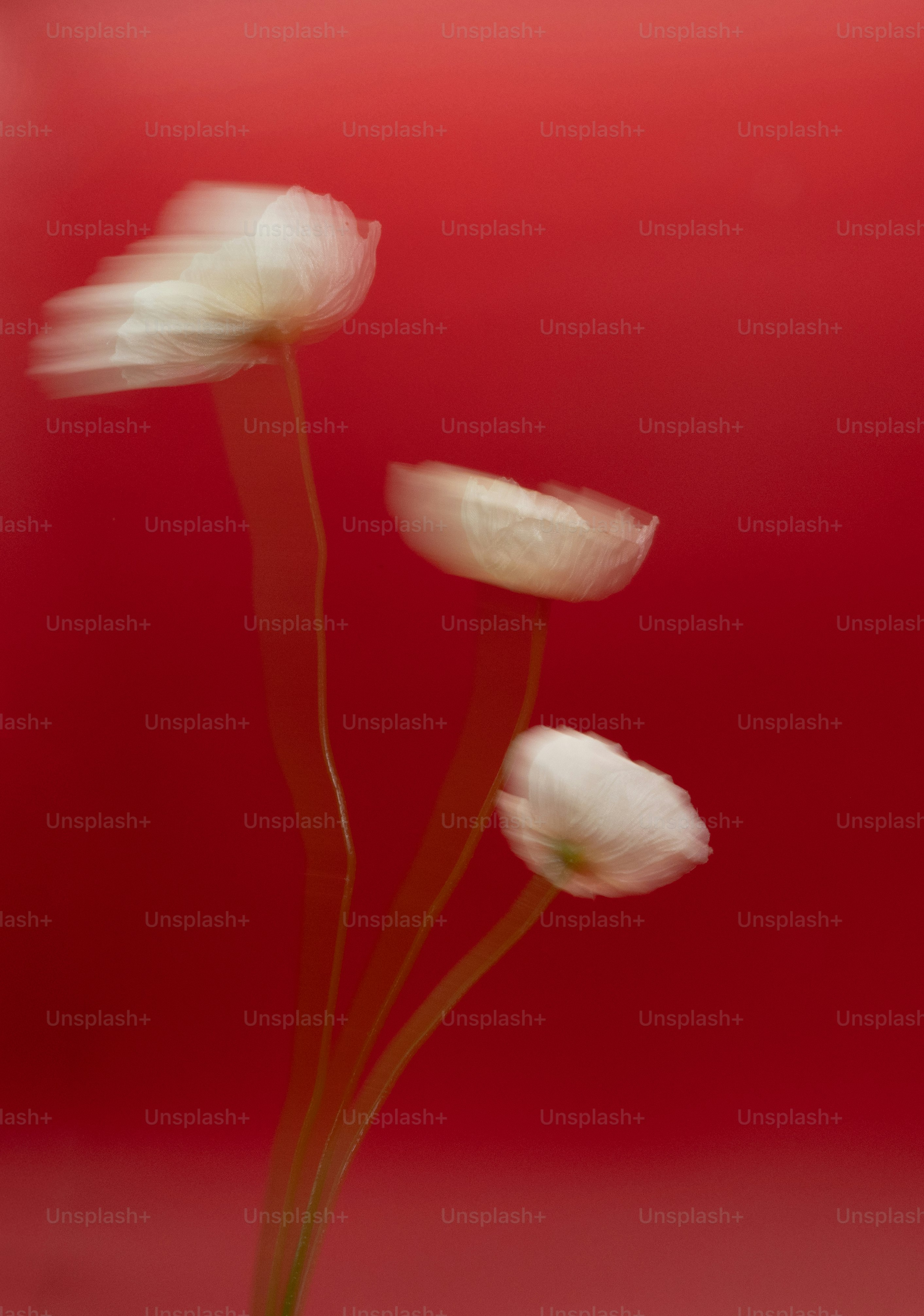 Tres flores blancas sobre fondo rojo foto – Imagen de Flor en Unsplash