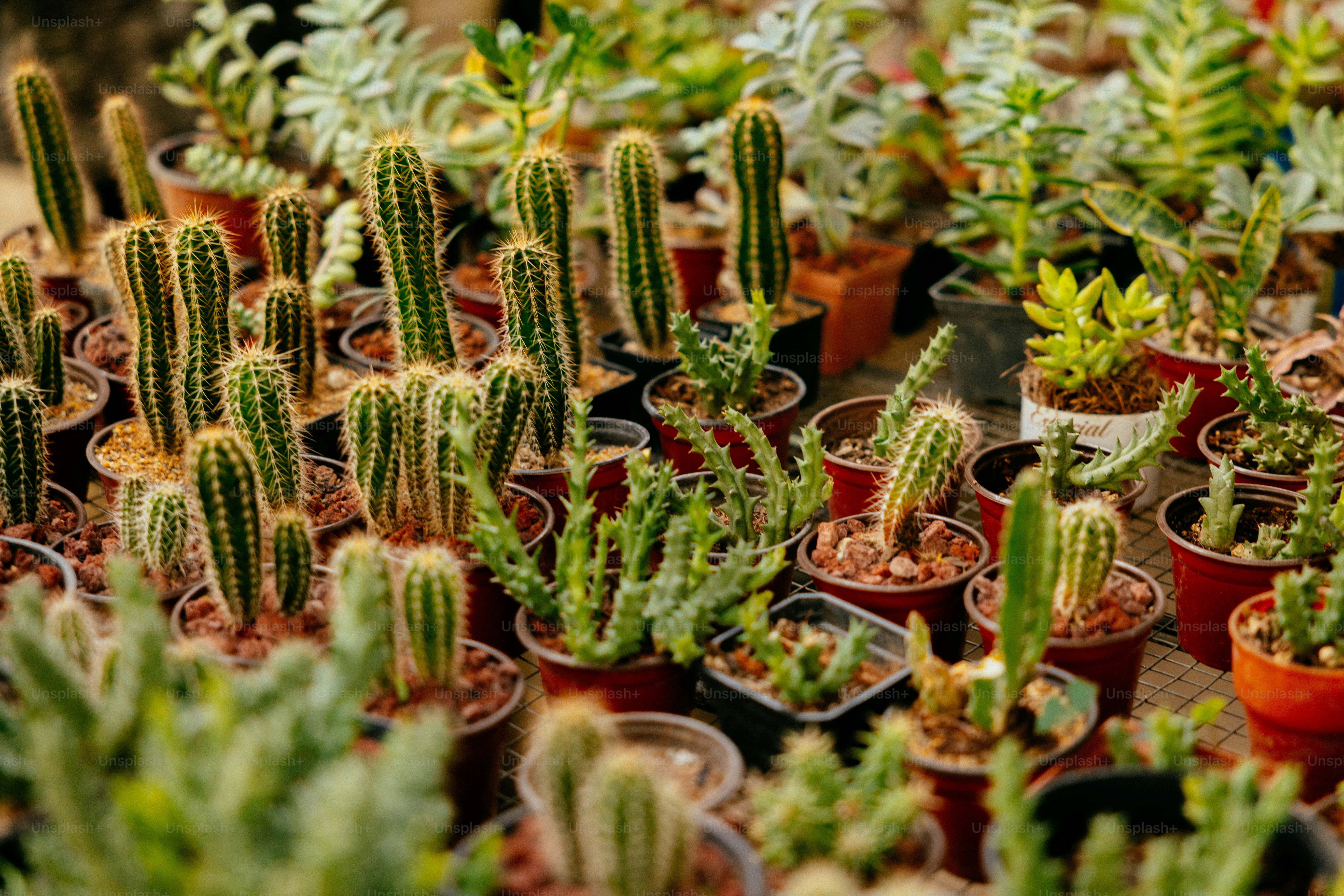 A collection of potted cacti and succulents. photo – Green Image on ...