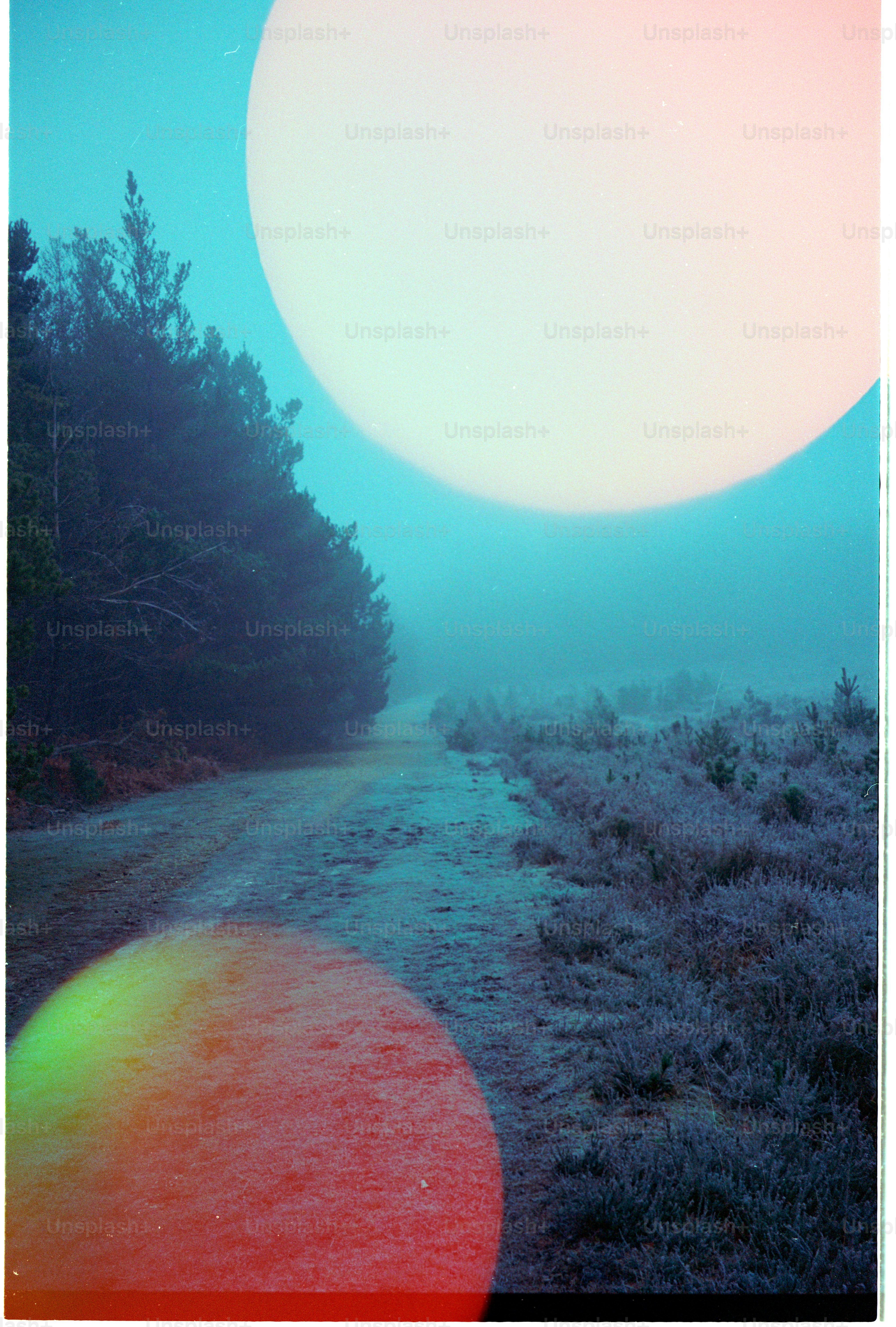Pink sun setting over a misty forest landscape photo – Wallpapers Image ...