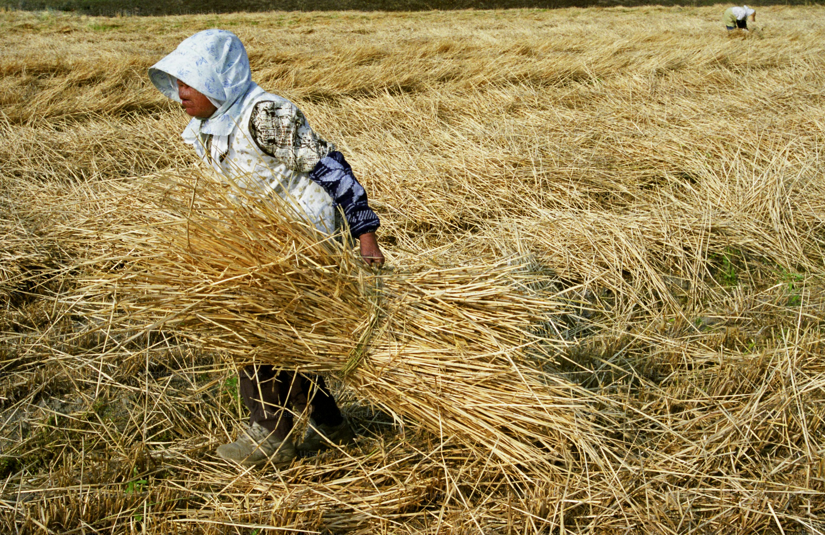A Japanese "Obaasan" (elderly lady) working in the fields. Please see ...