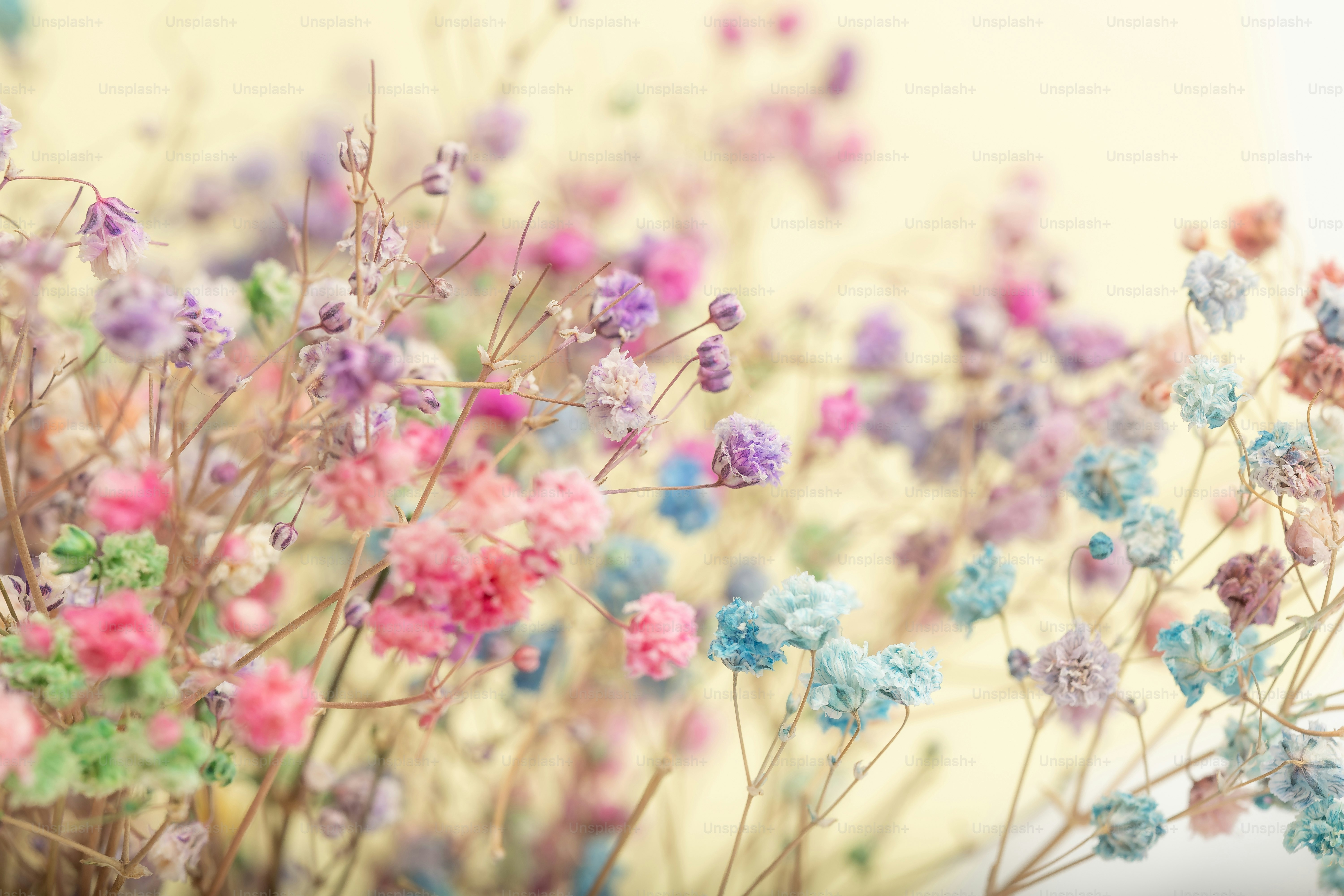 Delicate pastel-colored flowers in soft light. photo – Flowers Image on ...