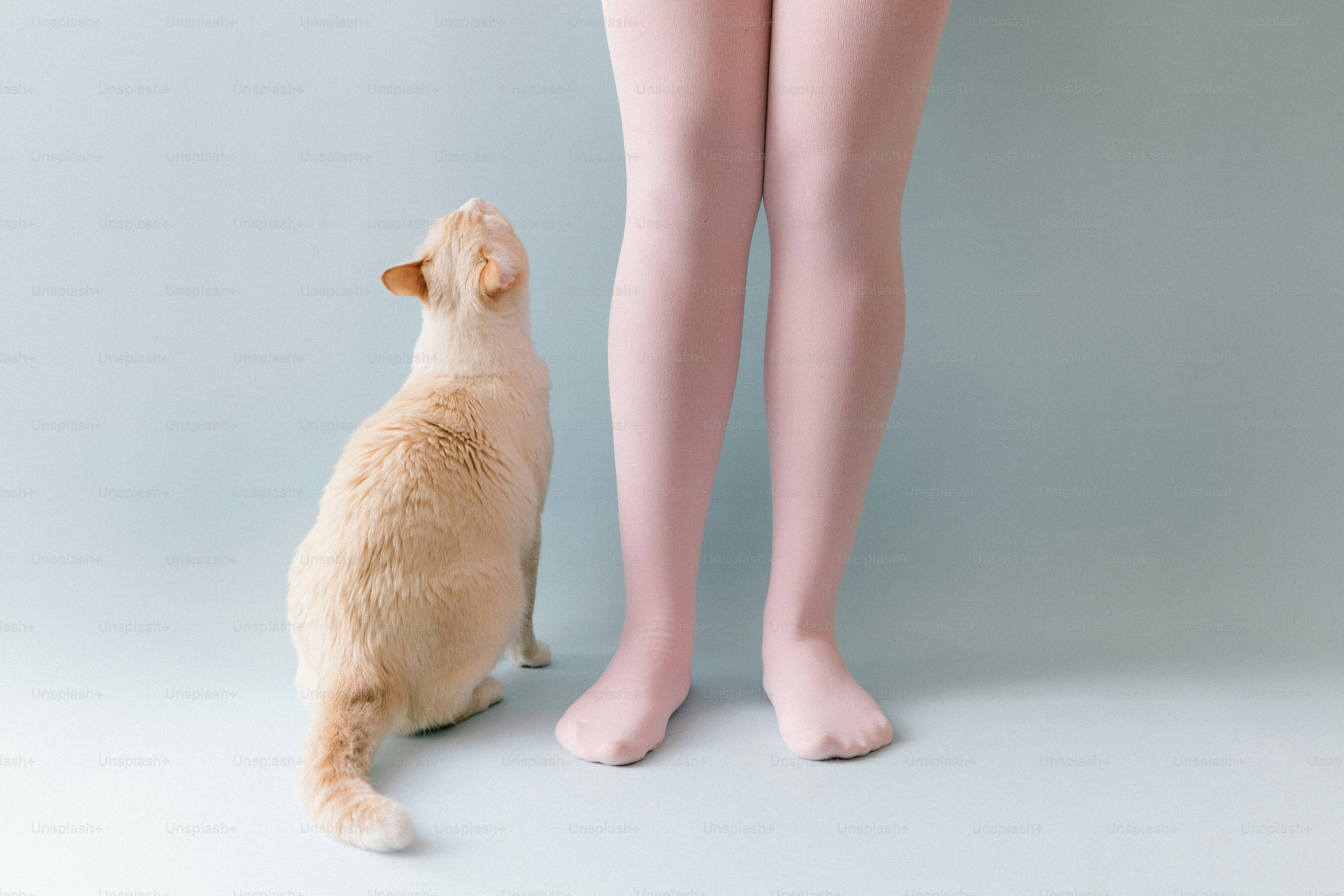 A cat looks up at a person's legs. photo – Feet Image on Unsplash