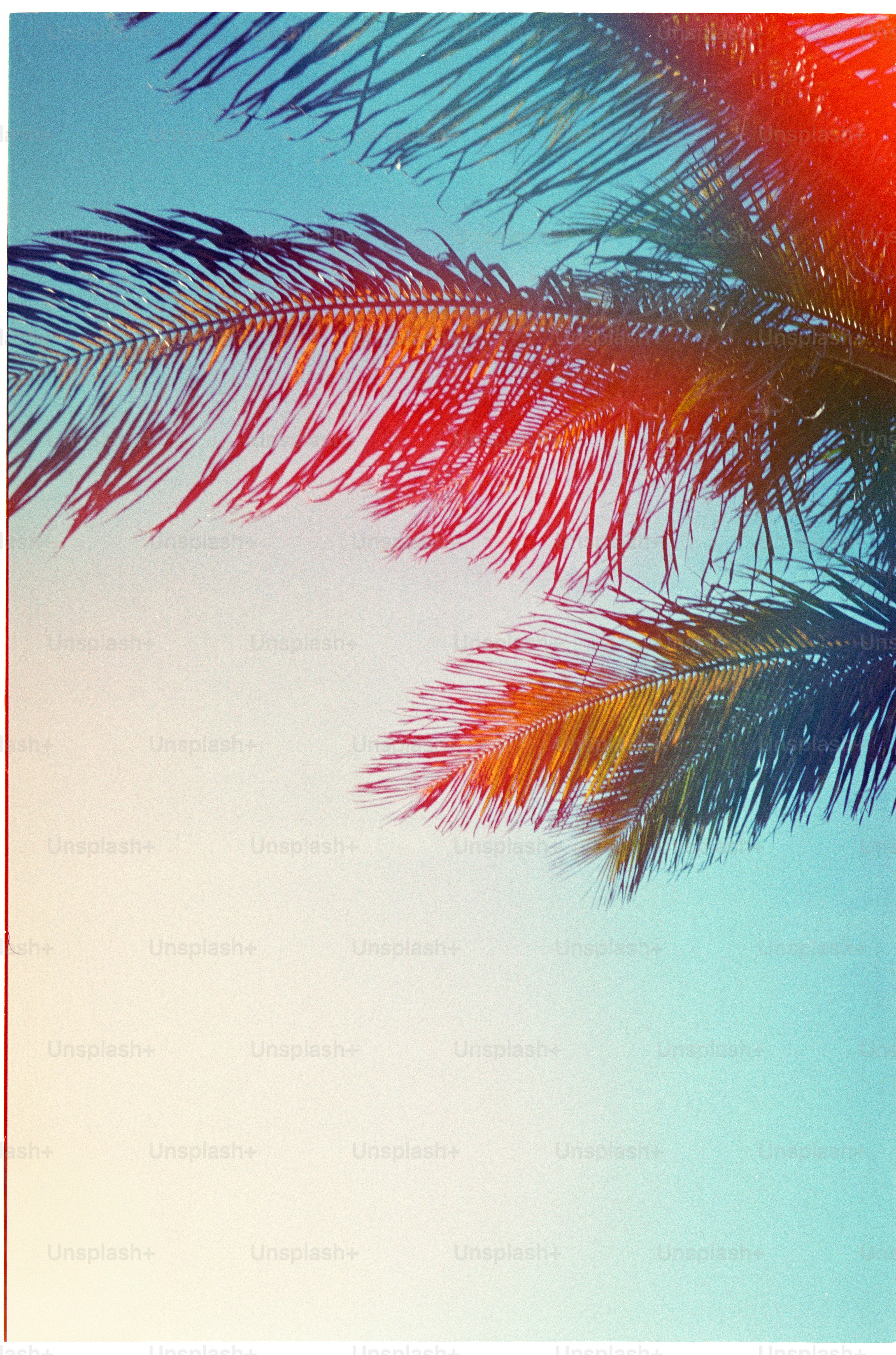 Palm fronds against a bright, colorful sky. photo – Travel Image on ...