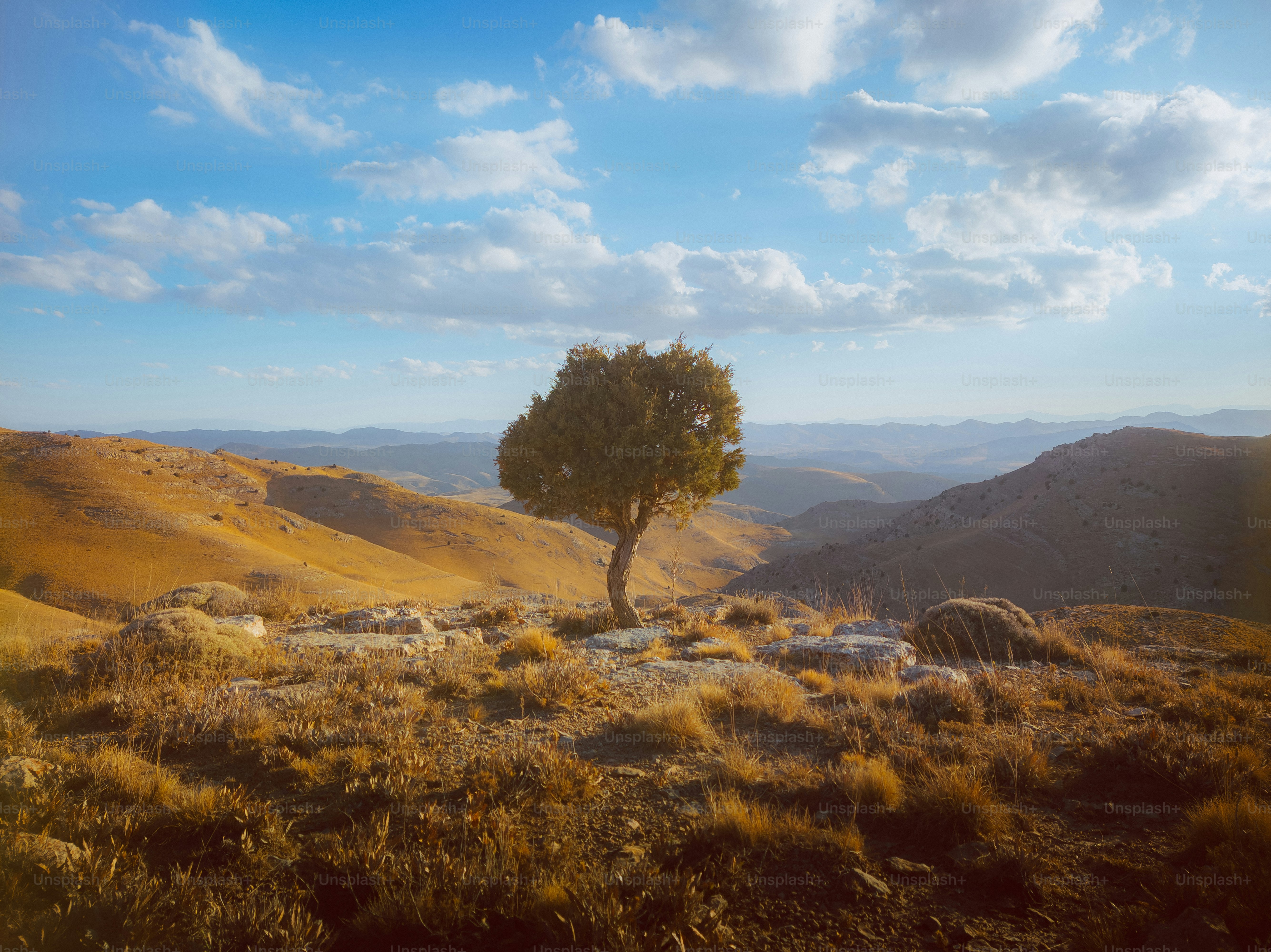 Bare tree on a steep, rocky, orange hillside. photo – Blue sky Image on ...