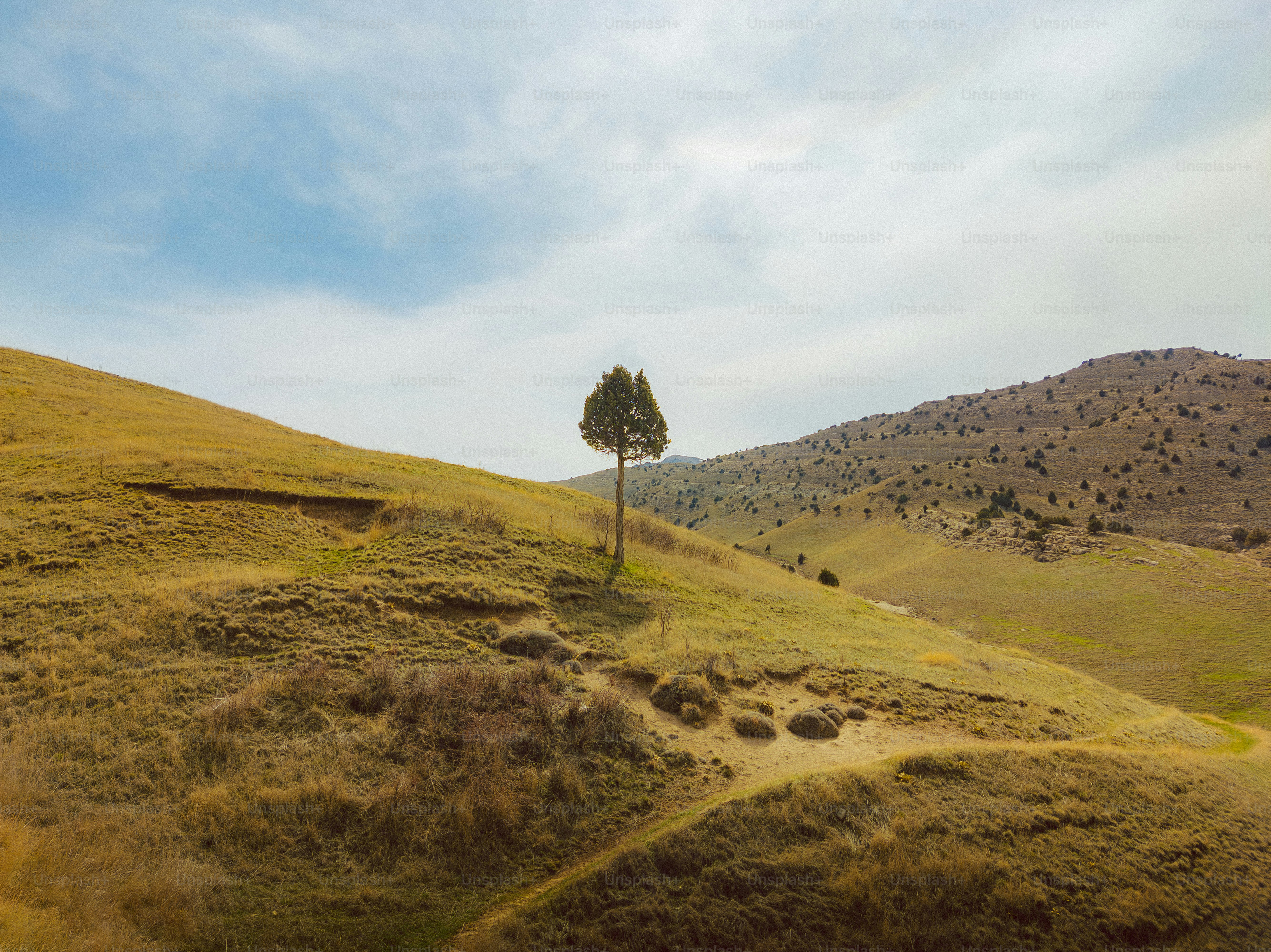 Bare tree on a steep, rocky, orange hillside. photo – Blue sky Image on ...