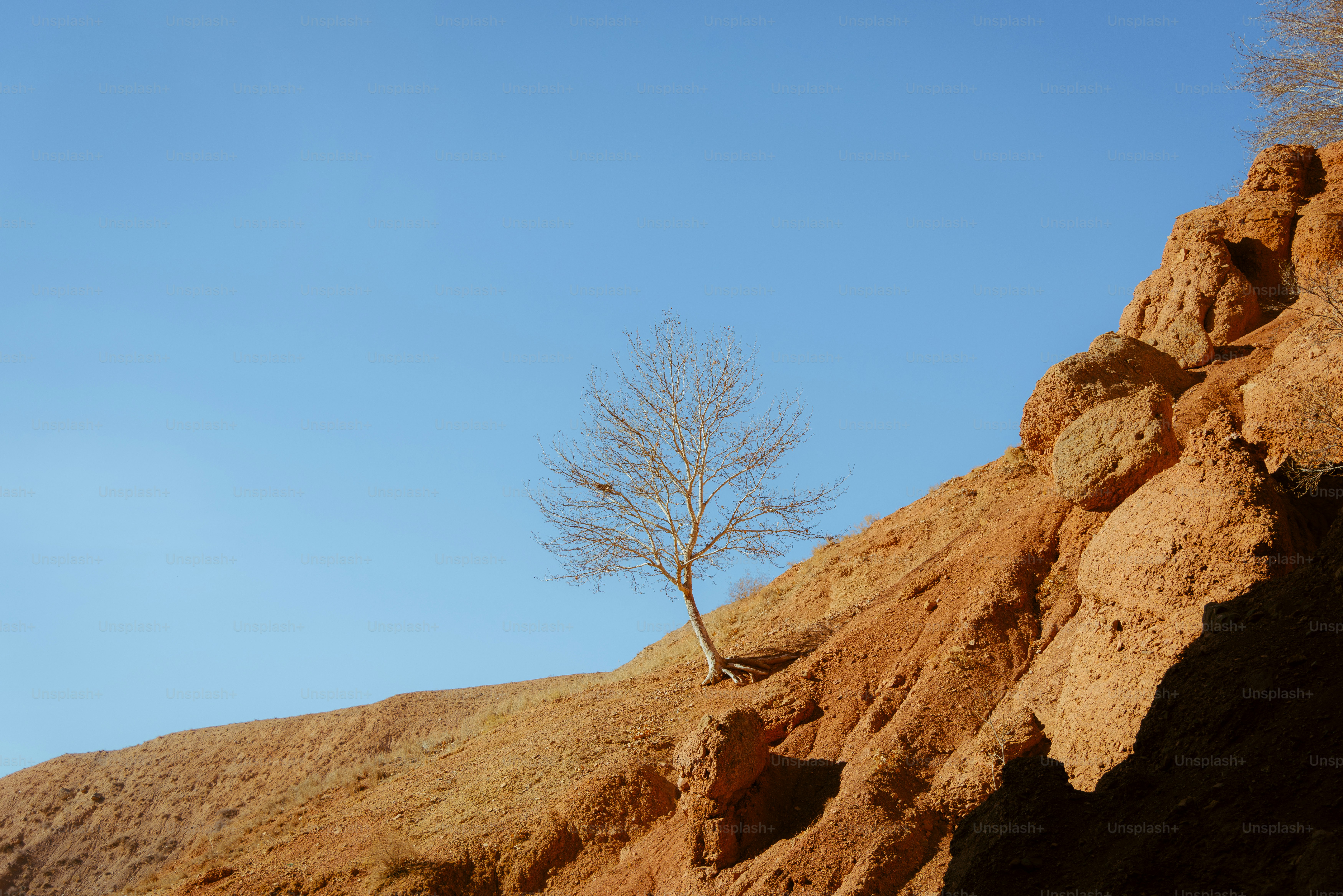 Bare tree on a steep, rocky, orange hillside. photo – Blue sky Image on ...