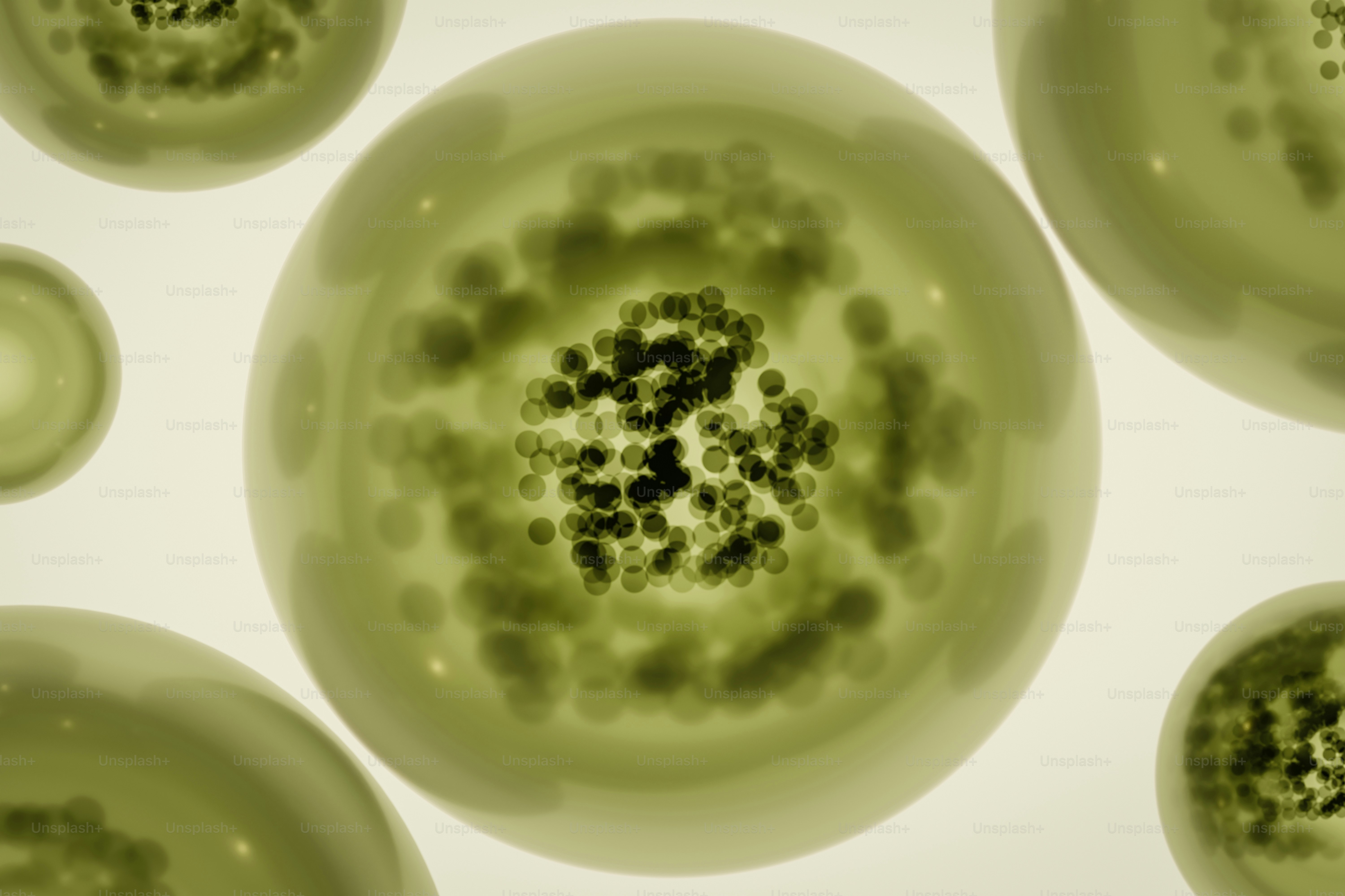 Close-up of green cells with dark nuclei photo – Medical Image on Unsplash