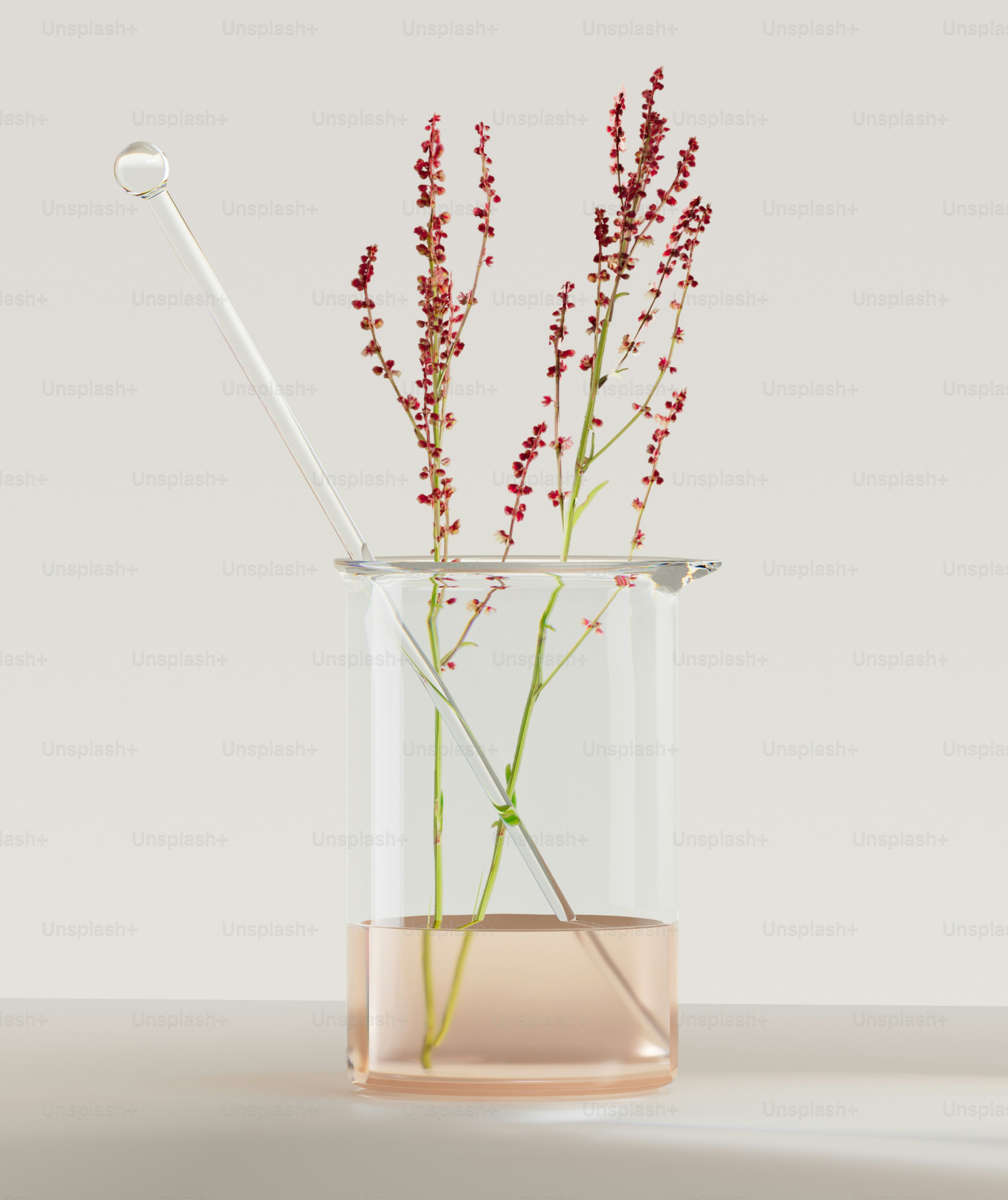 Two red-stemmed plants in a beaker with pink liquid. photo – Flower ...