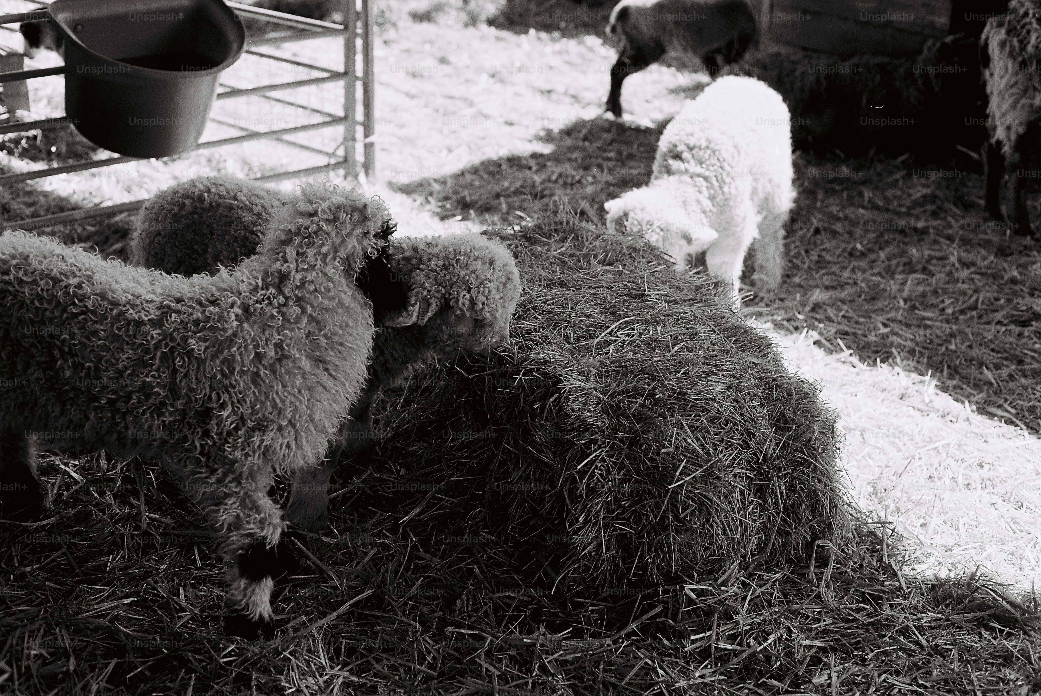 A fluffy black and white sheep in hay. photo – Agriculture Image on ...