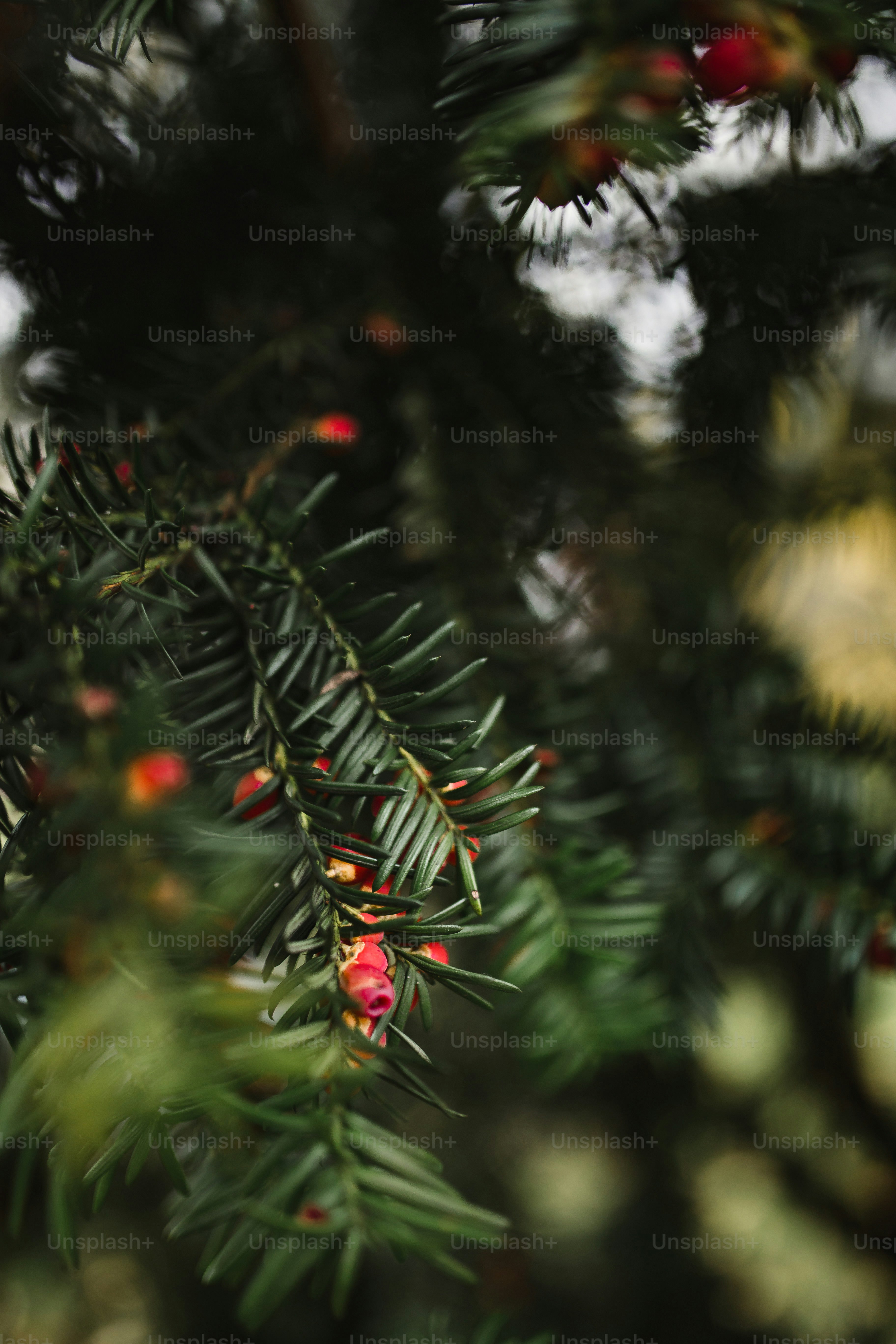 Close-up of green pine needles with red berries. photo – Winter Image ...