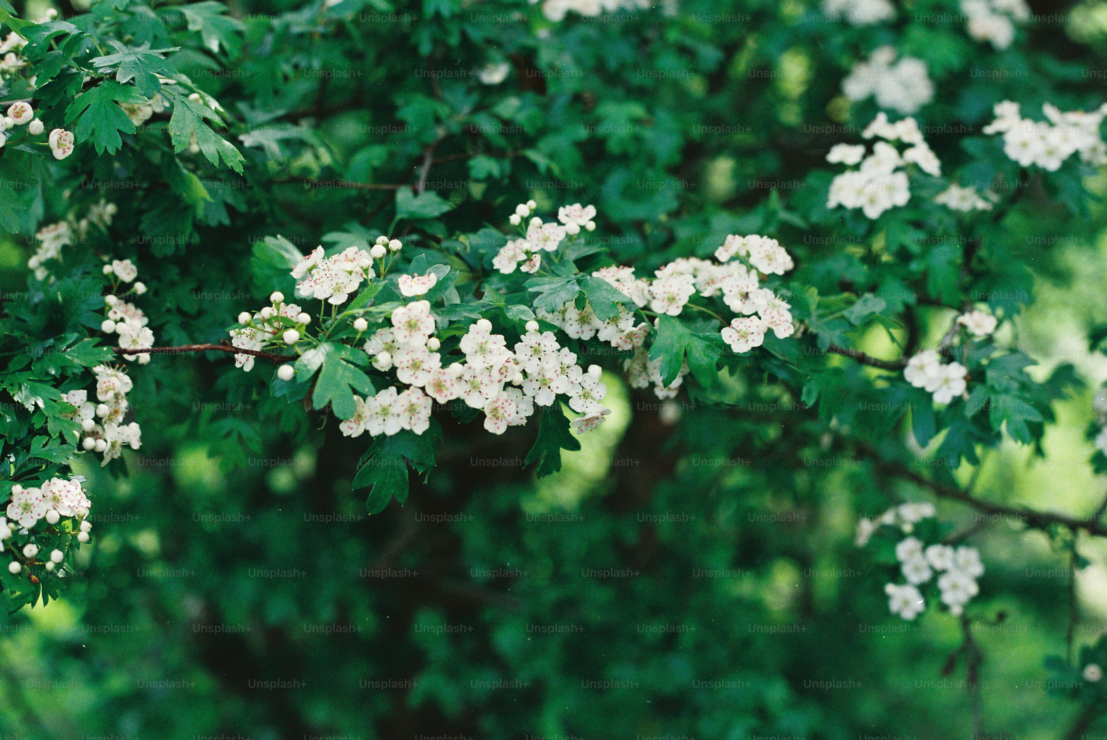 Branches of a flowering tree with white blossoms. photo – Spring Image ...