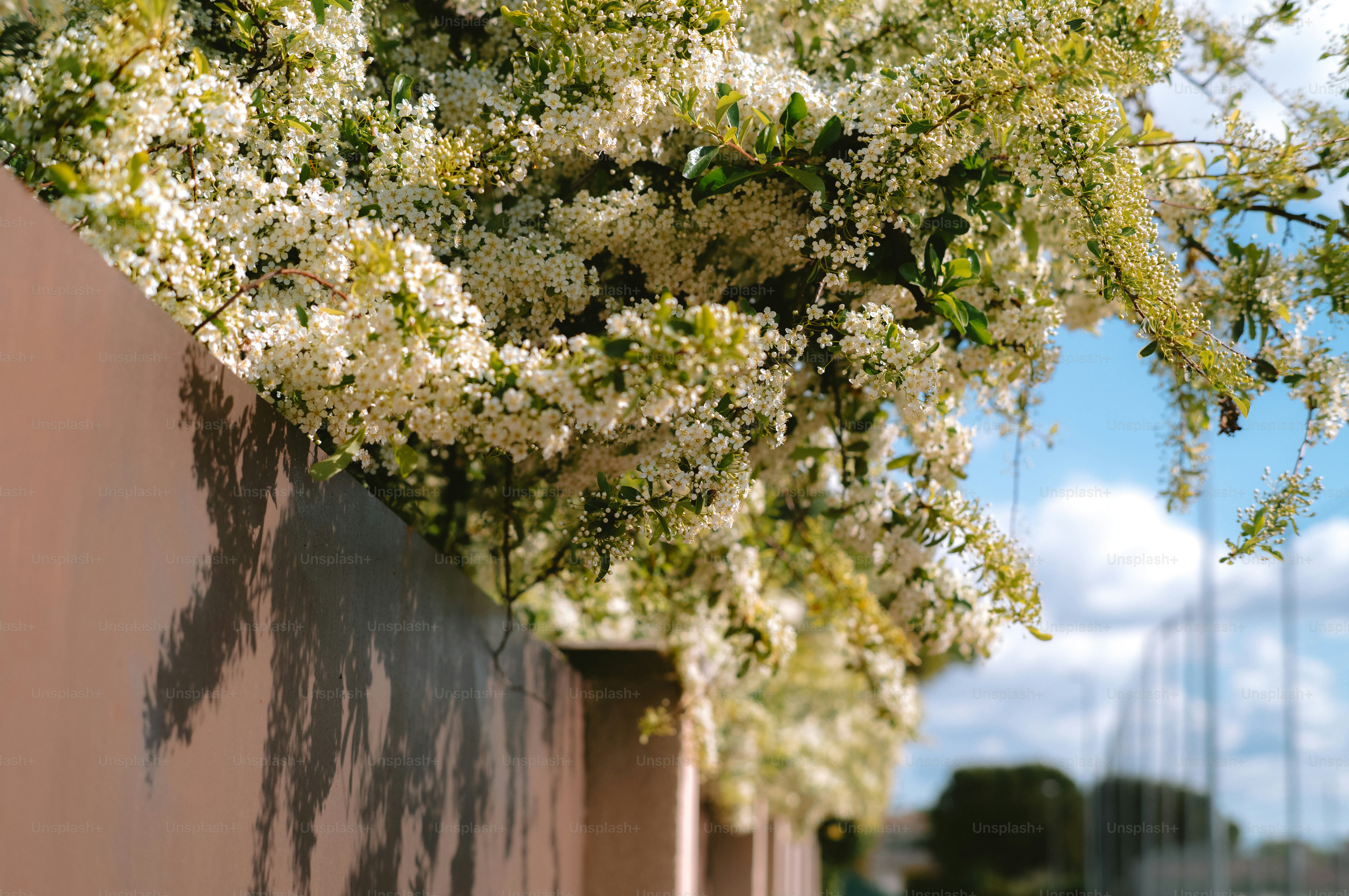 White flowers cascade over a brown wall in sunlight. photo – Spring ...