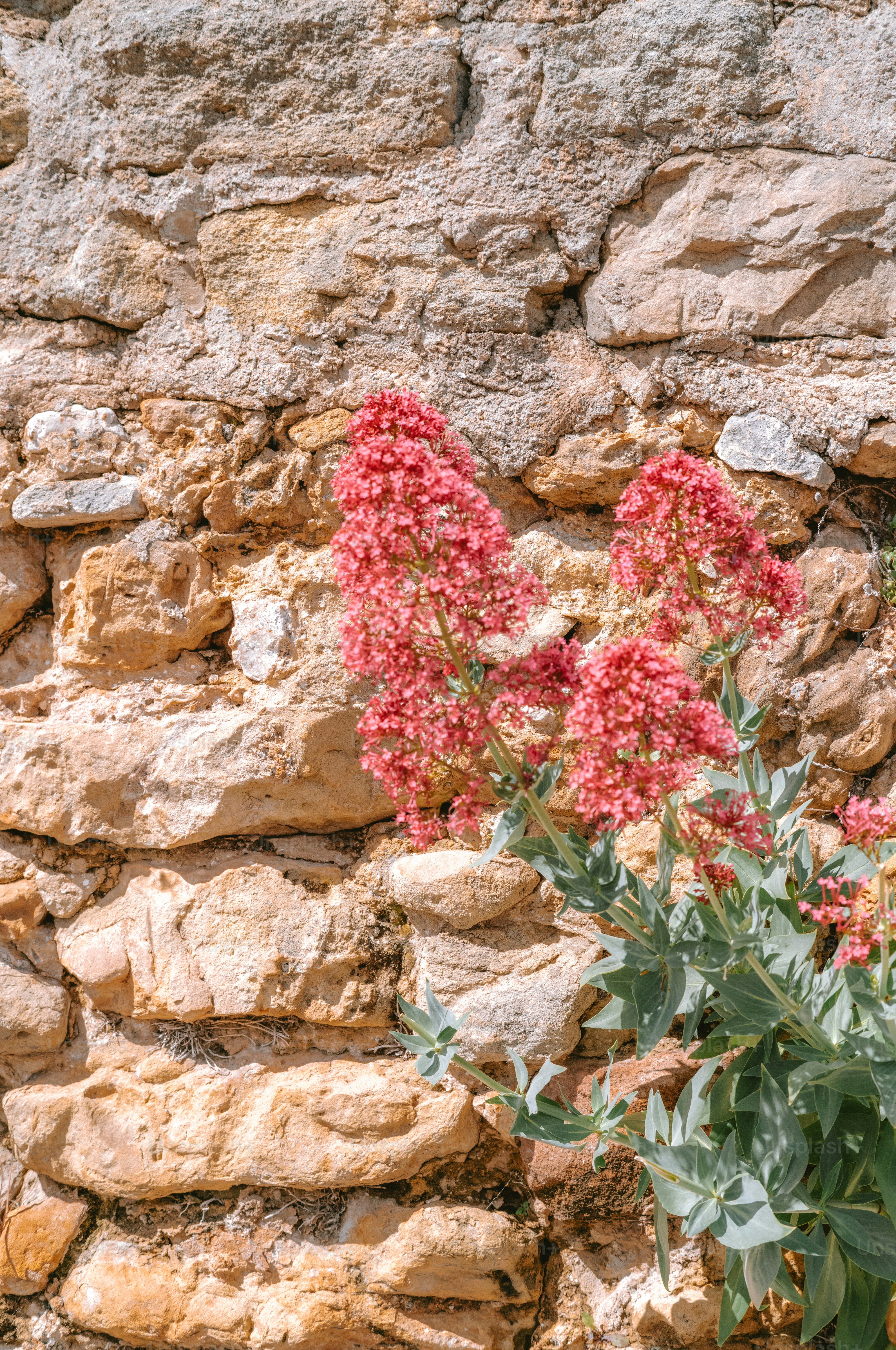 White flowers cascade over a brown wall in sunlight. photo – Spring ...