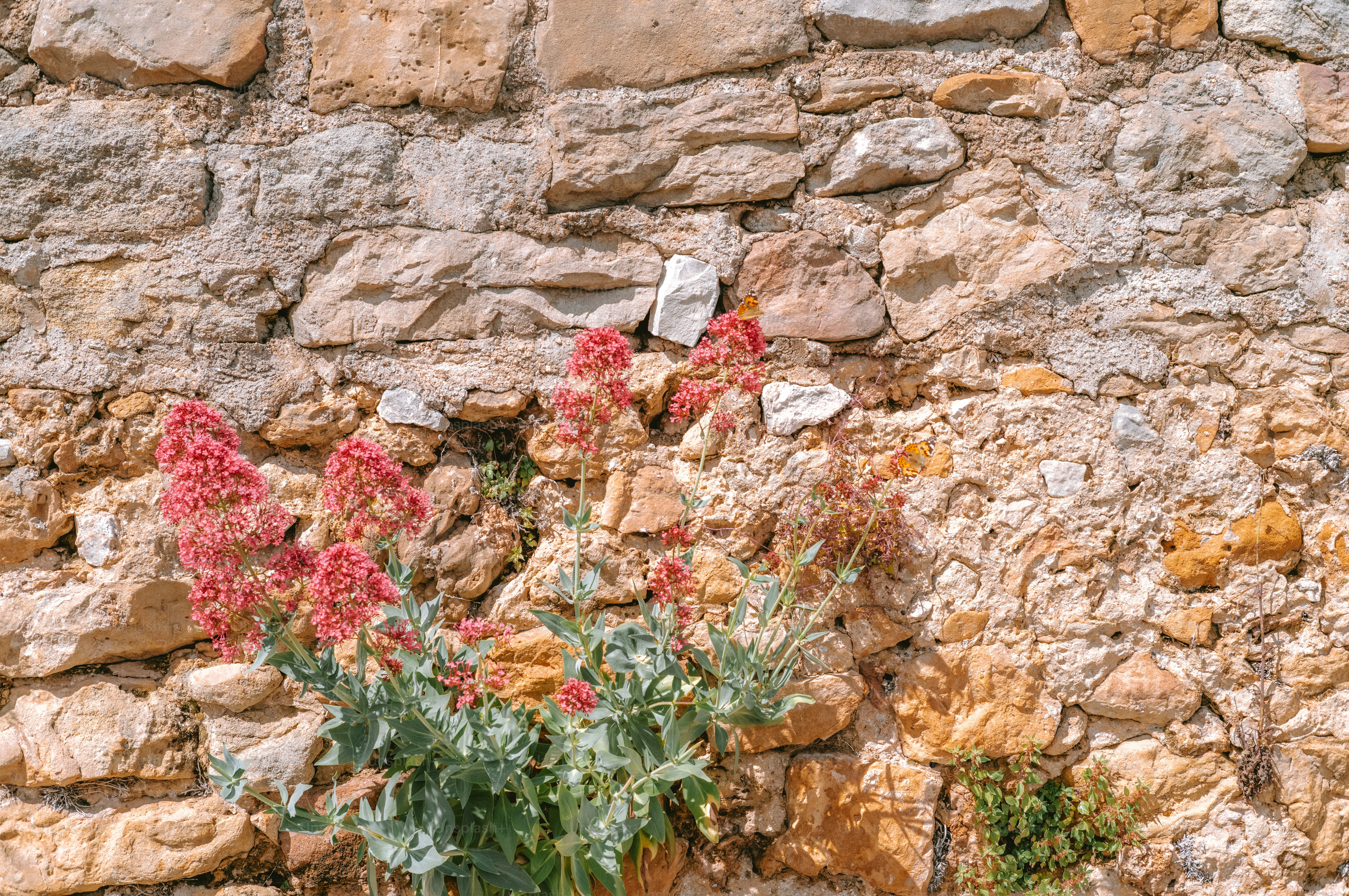 White flowers cascade over a brown wall in sunlight. photo – Spring ...