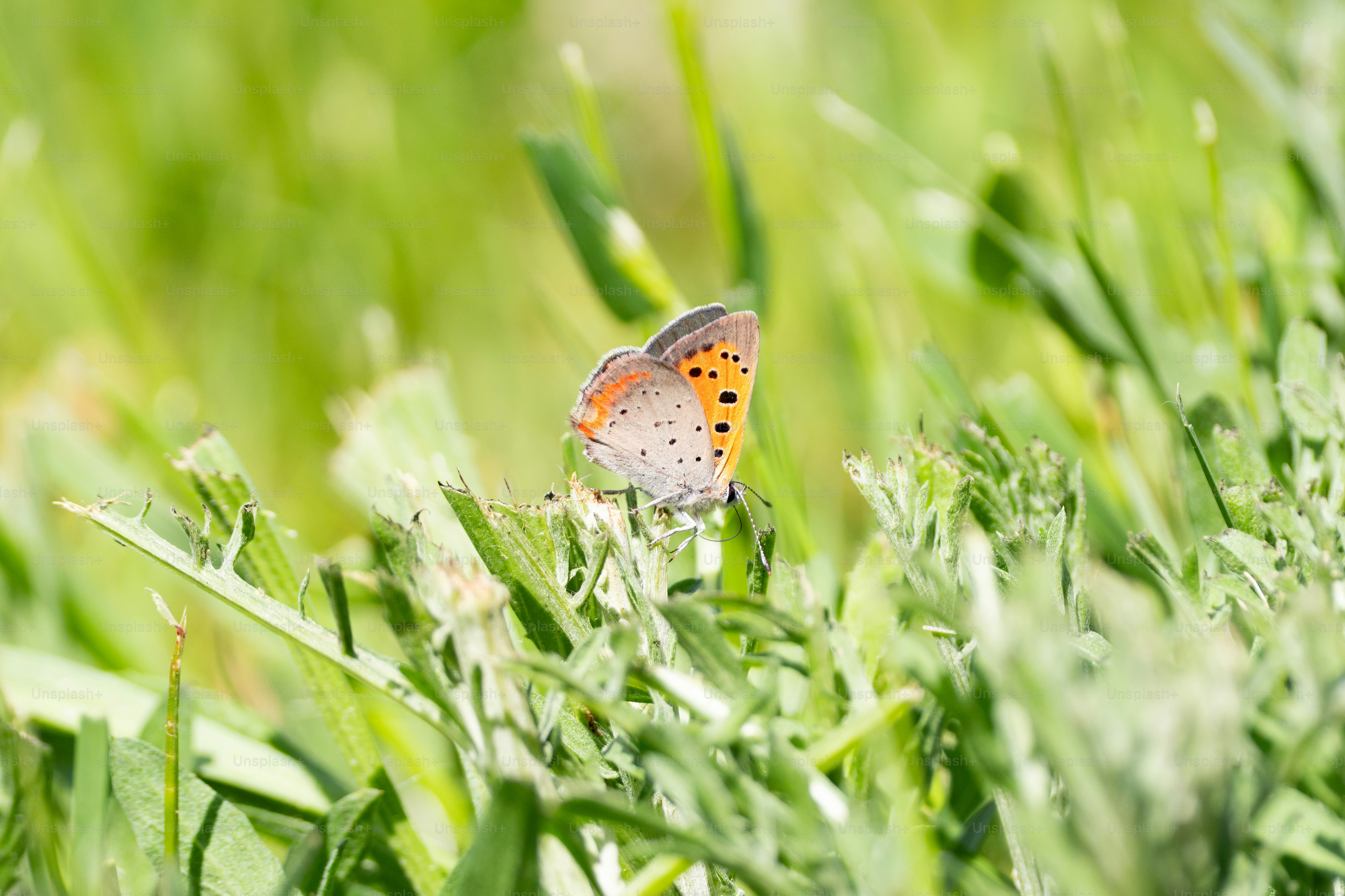 Brown butterfly perches on green grass in a field. photo – Summer Image ...