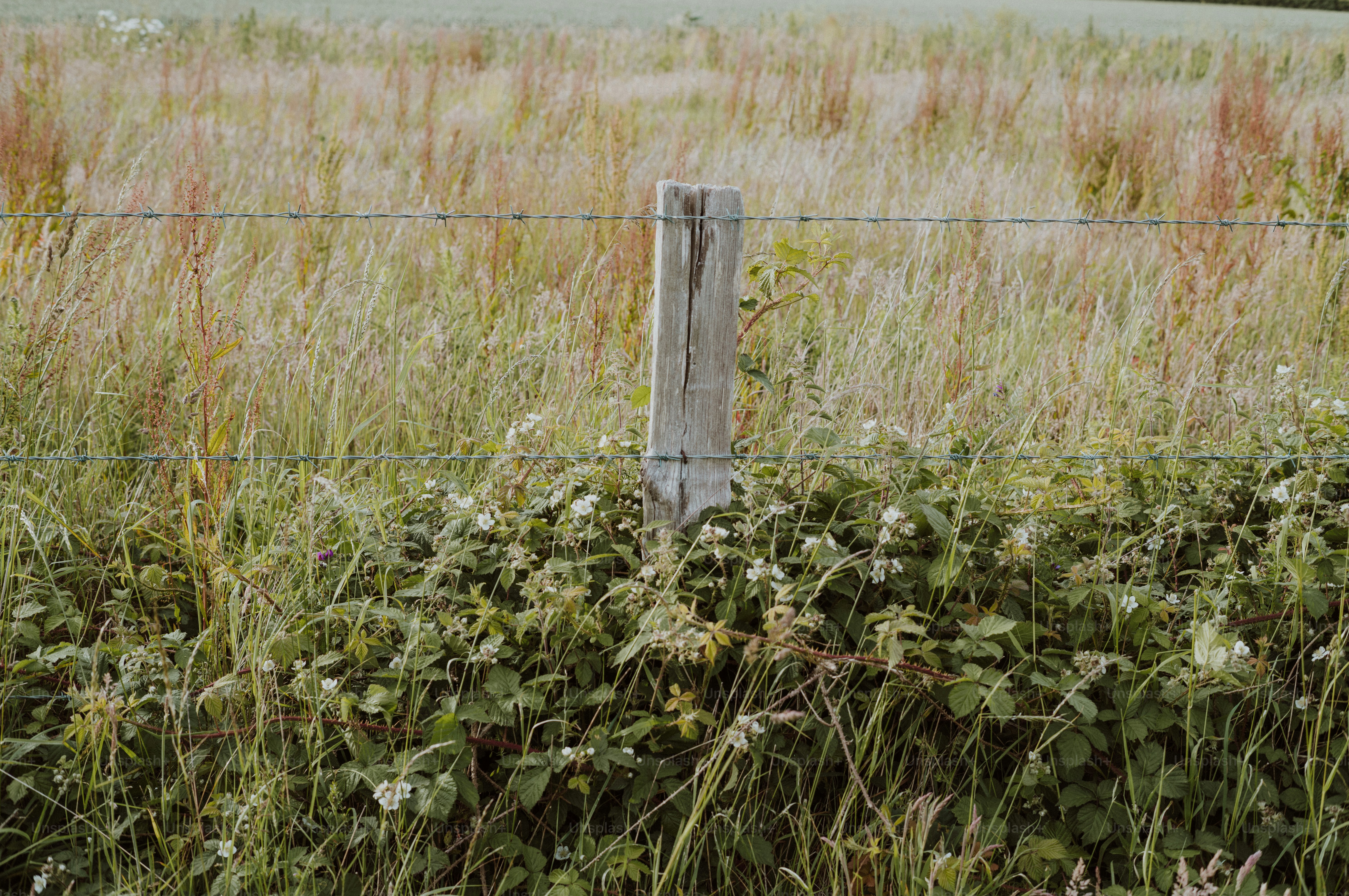 Large old tree next to a grassy field and fence. photo – Countryside ...