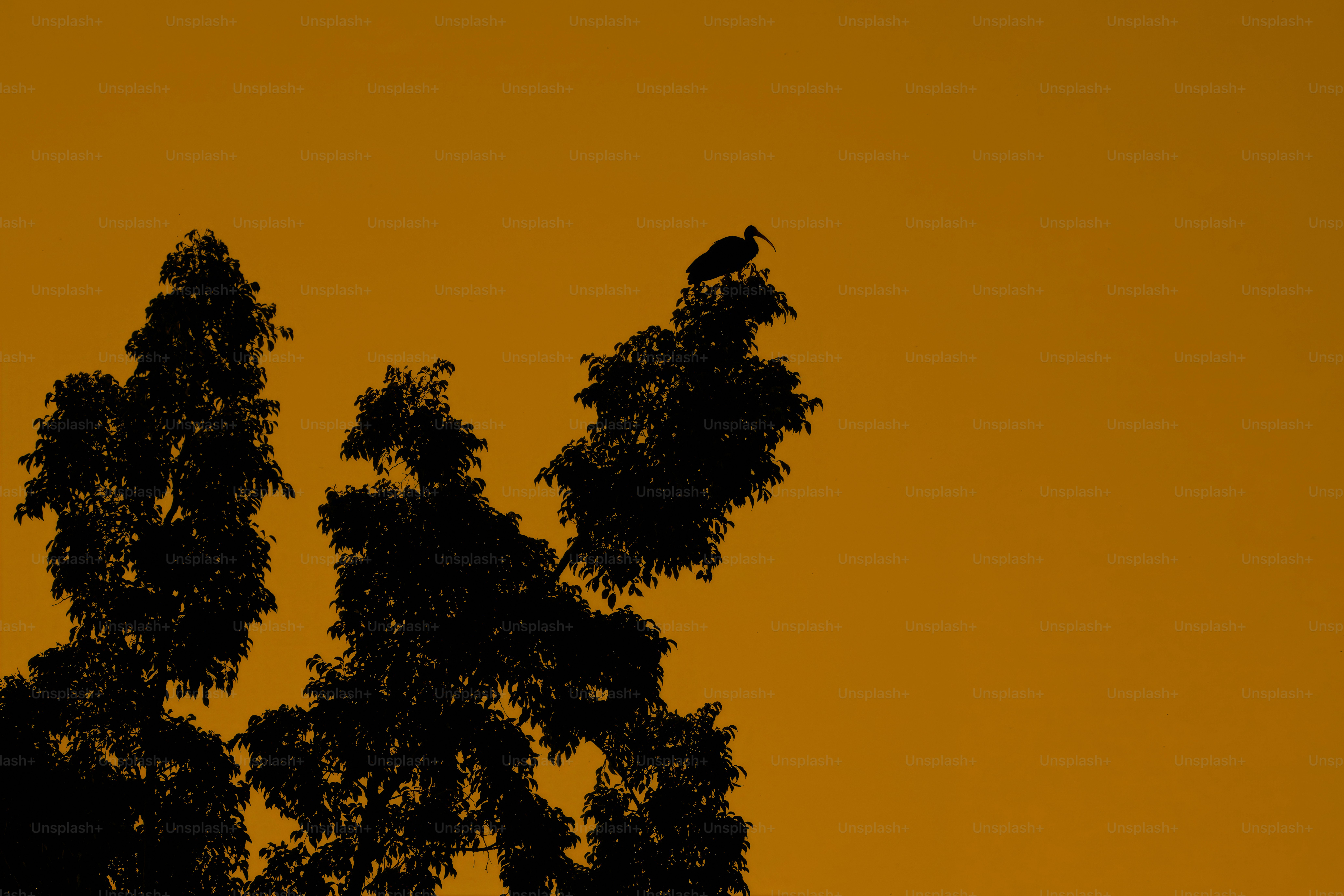 Bird silhouette on a tree against an orange sunset sky. photo – Image ...