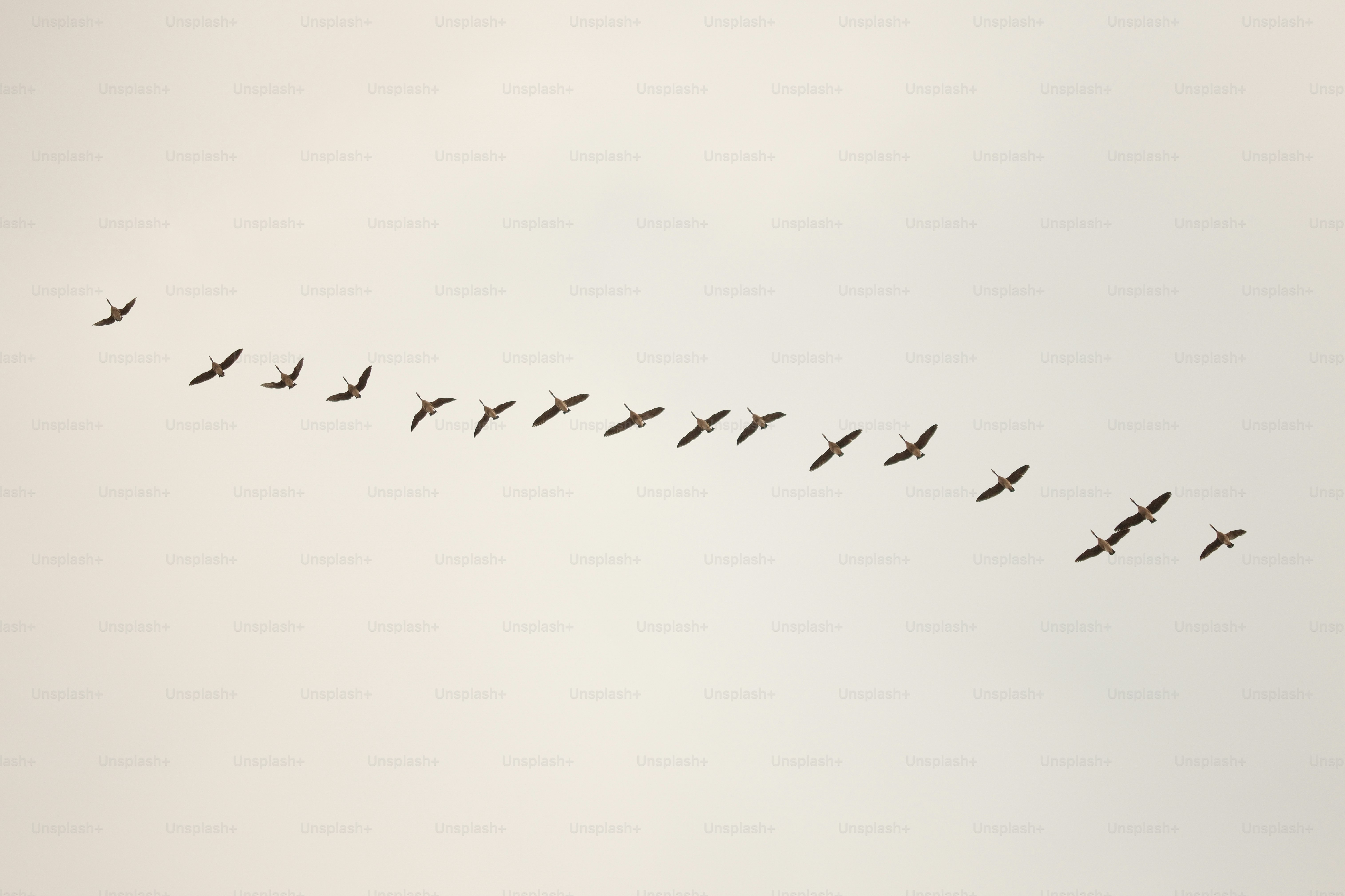 Birds flying in v-formation against a bright sky. photo – Travel Image ...