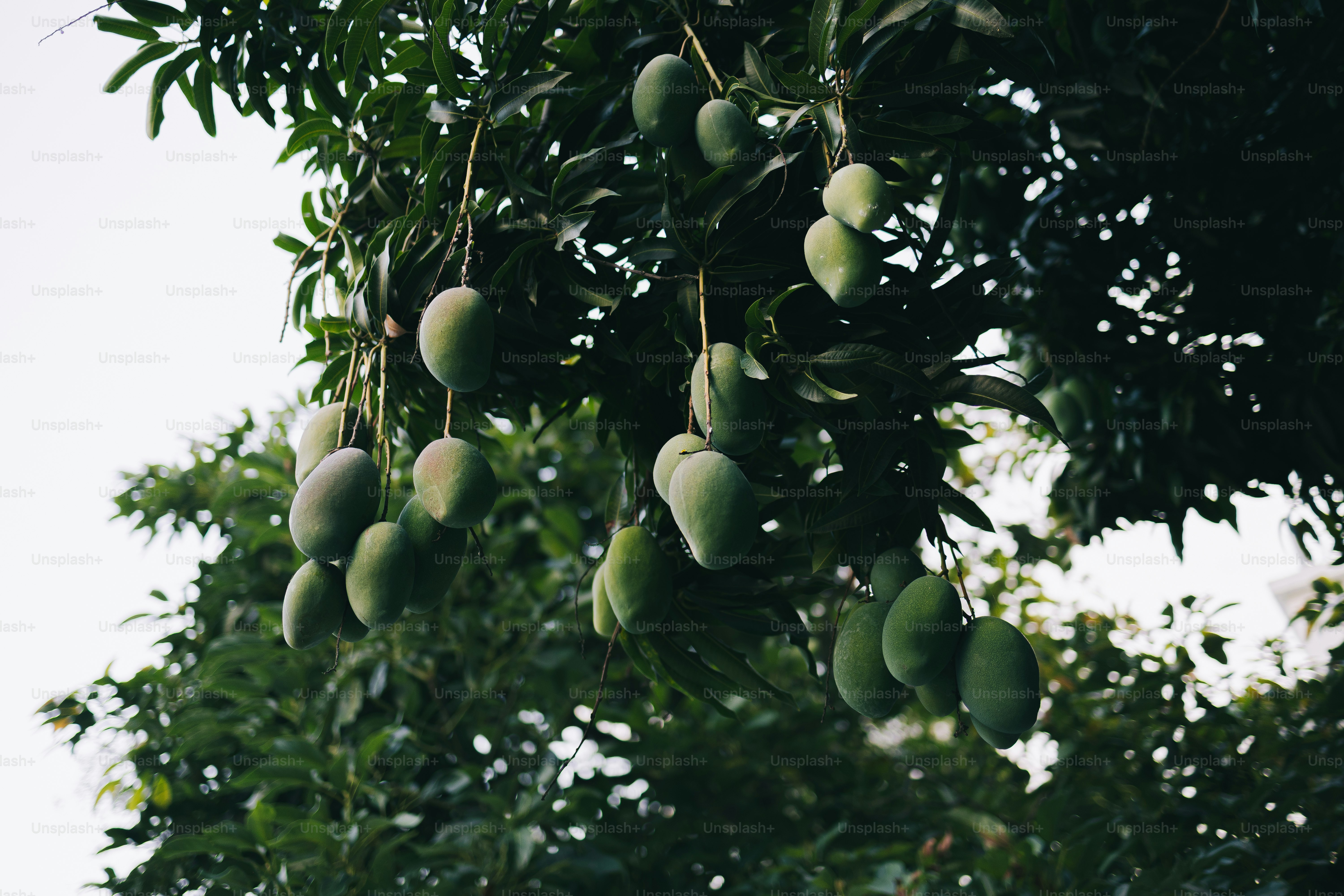 Green mangoes hanging from a tree branch photo – Fruit Image on Unsplash