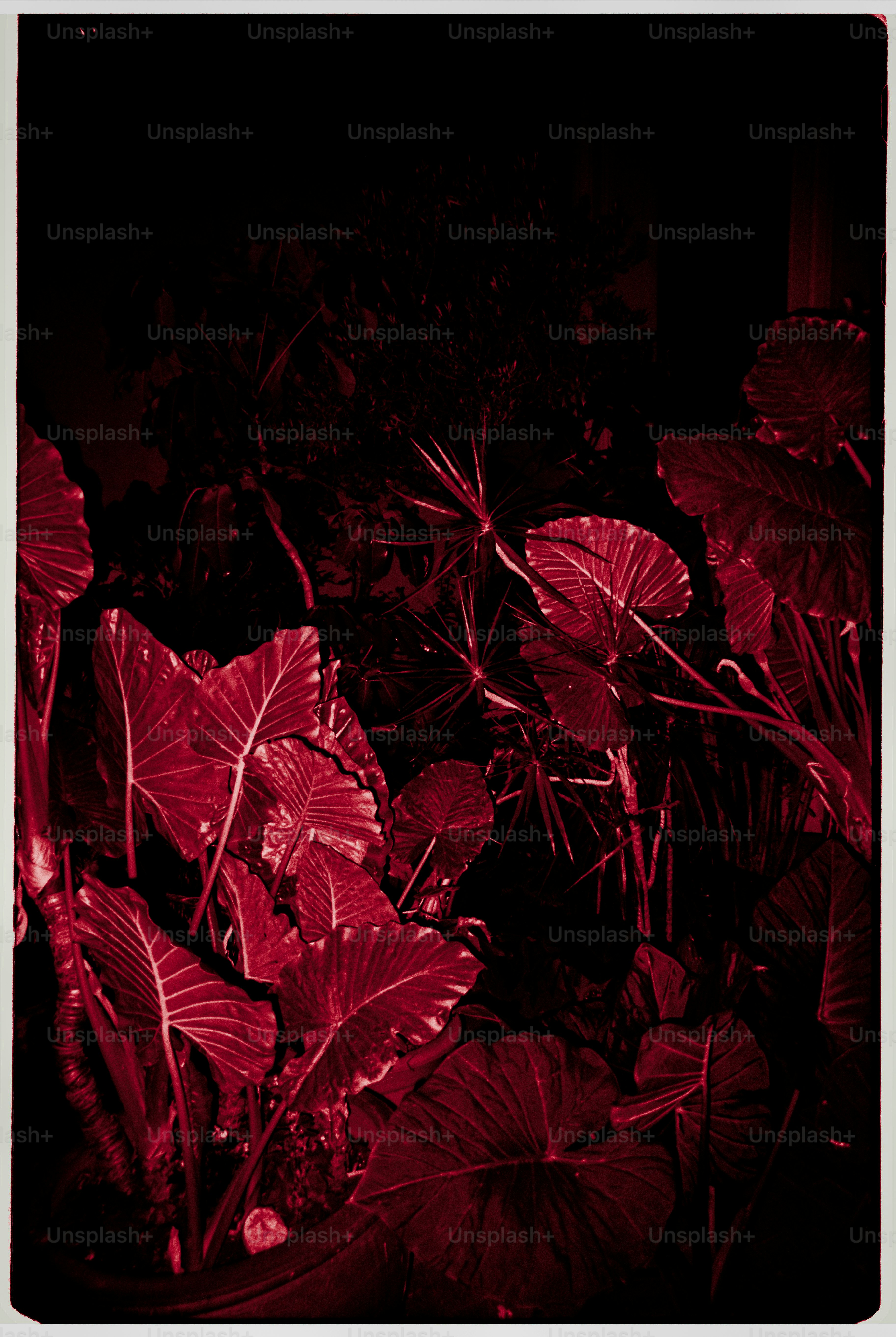 Red-toned tropical foliage fills a greenhouse. photo – Wallpaper Image ...