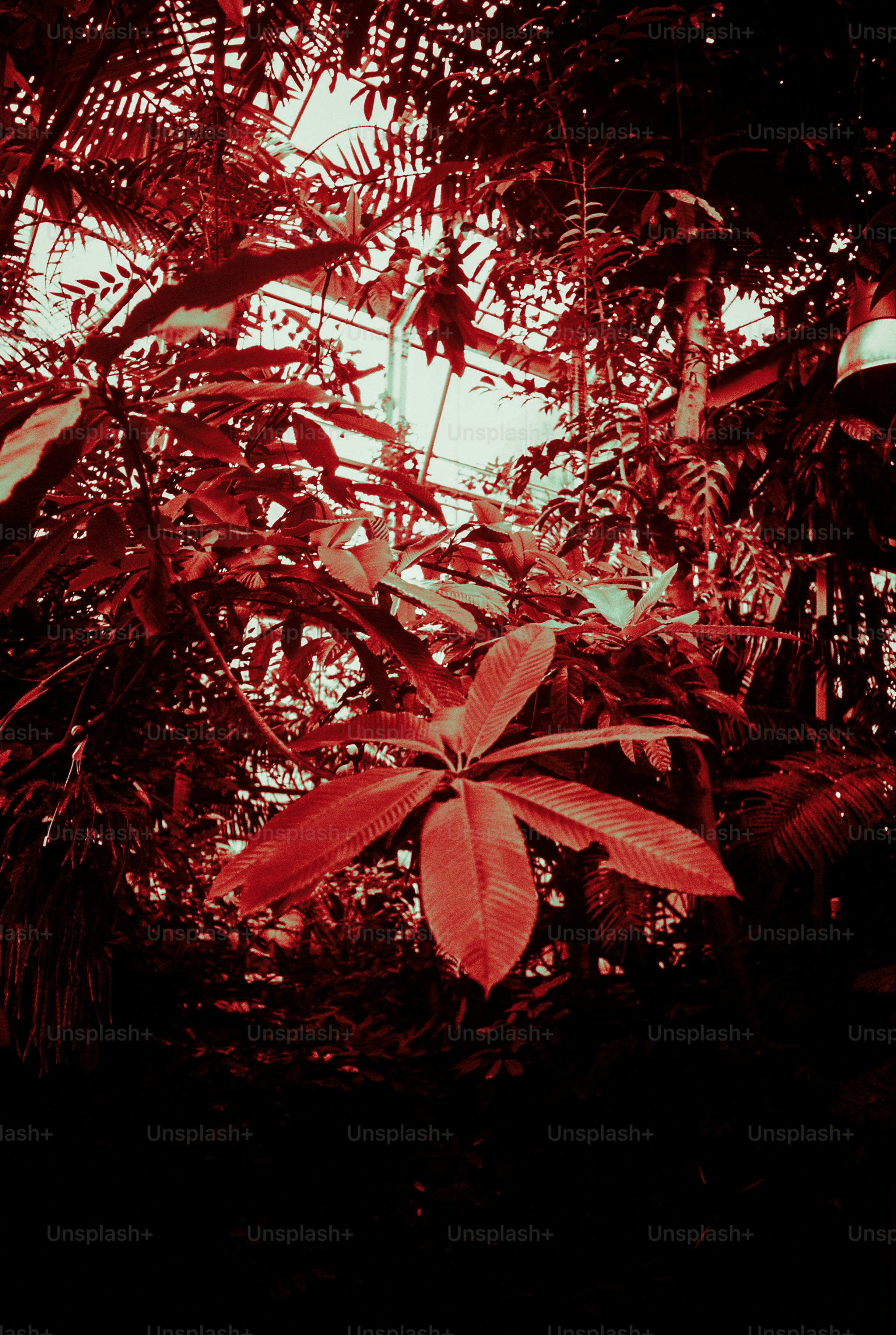 Red-toned tropical foliage fills a greenhouse. photo – Wallpaper Image ...