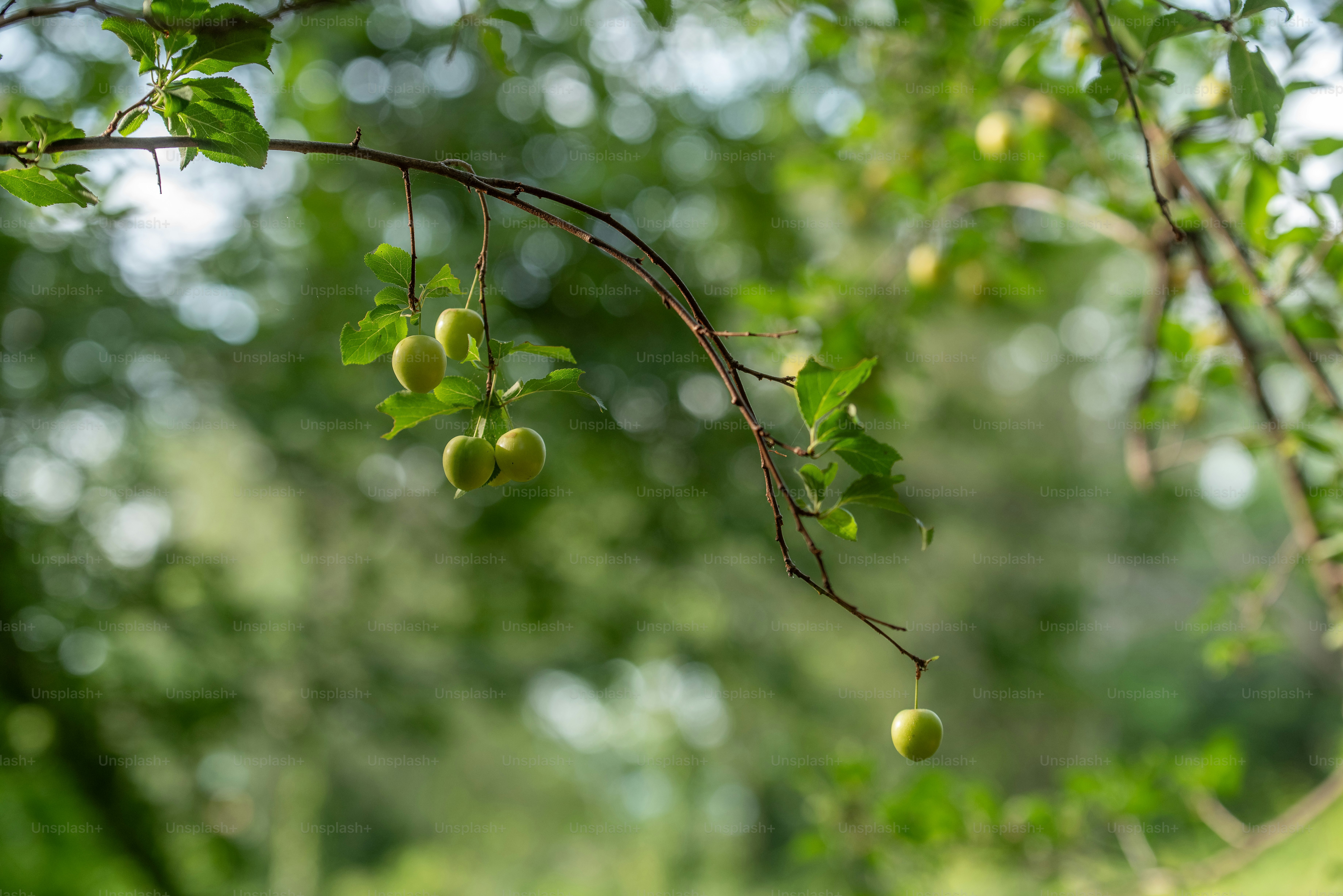 Unripe green fruits on a tree branch photo – Food Image on Unsplash