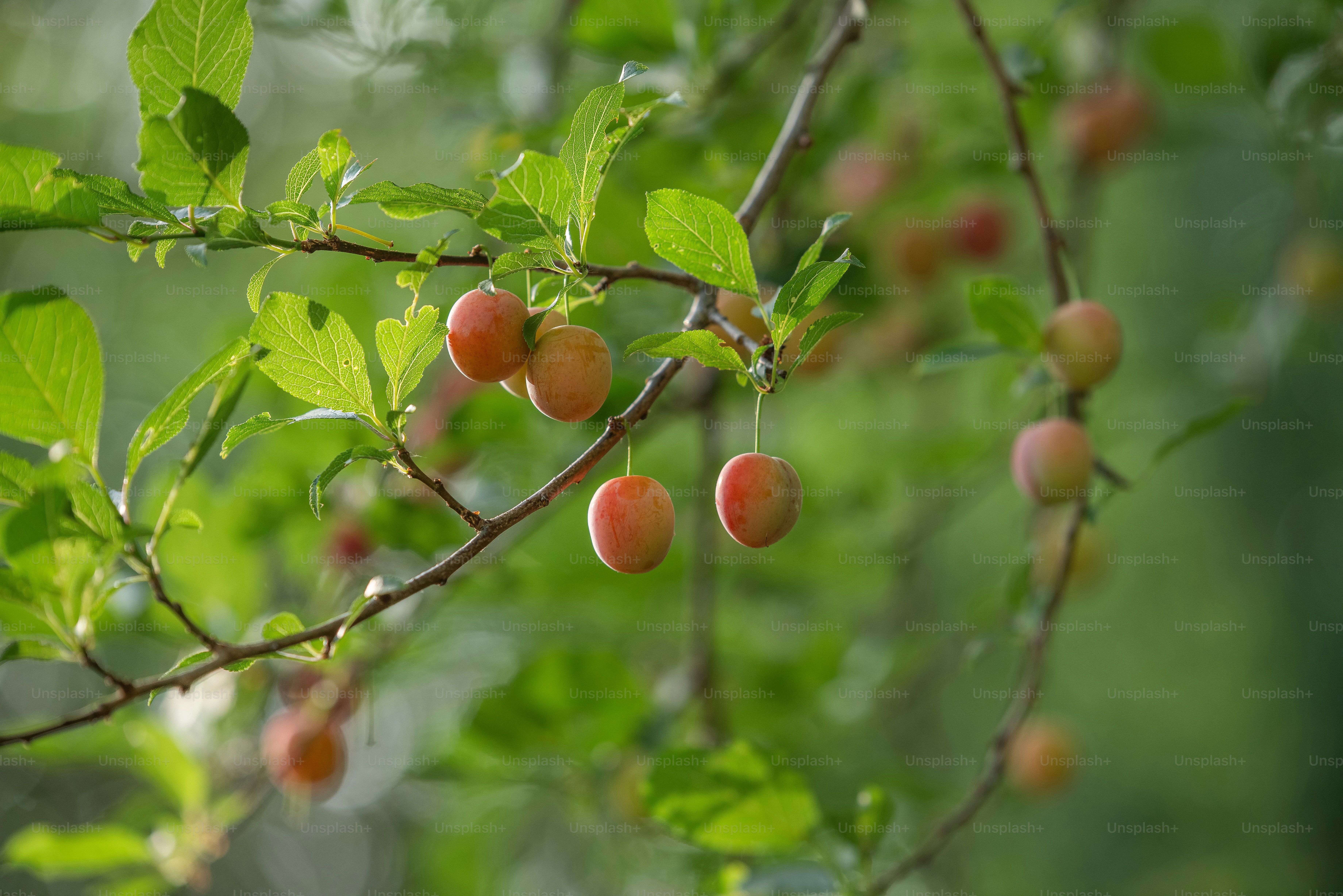 Unripe green fruits on a tree branch photo – Food Image on Unsplash