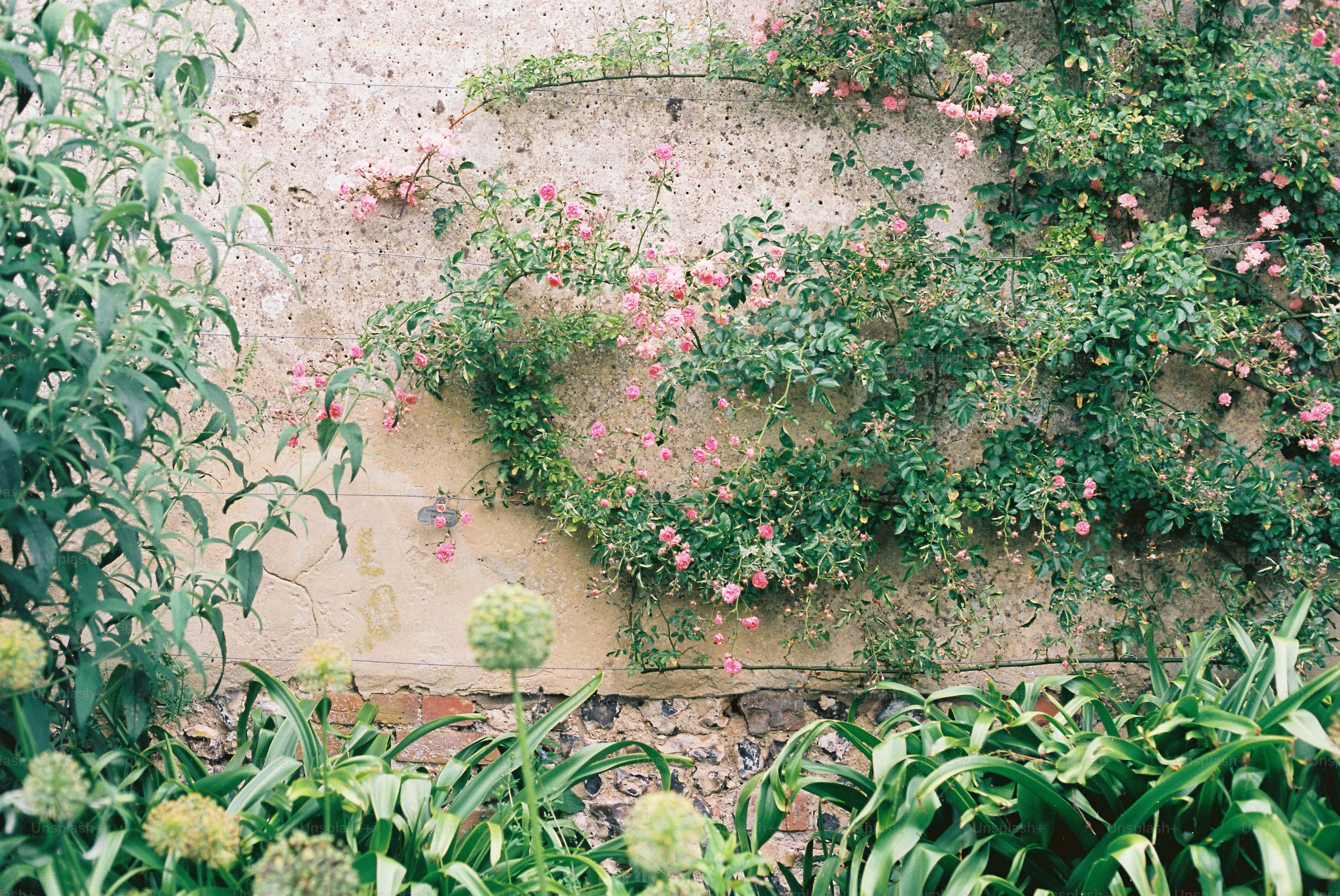 A vibrant garden with diverse green plants and colorful flowers. photo ...