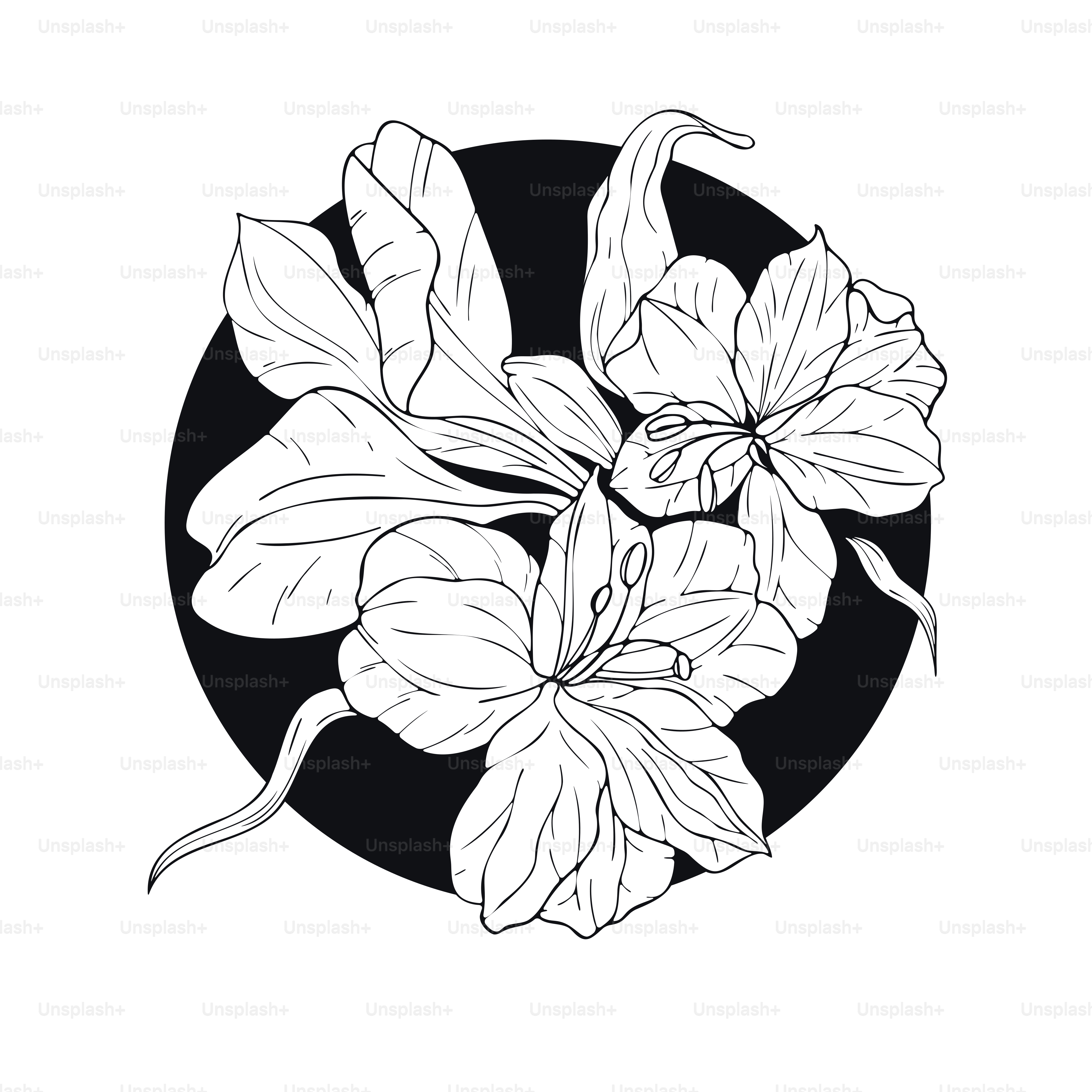 Hand drawn line art illustration. Detailed outline drawings. Templates ...