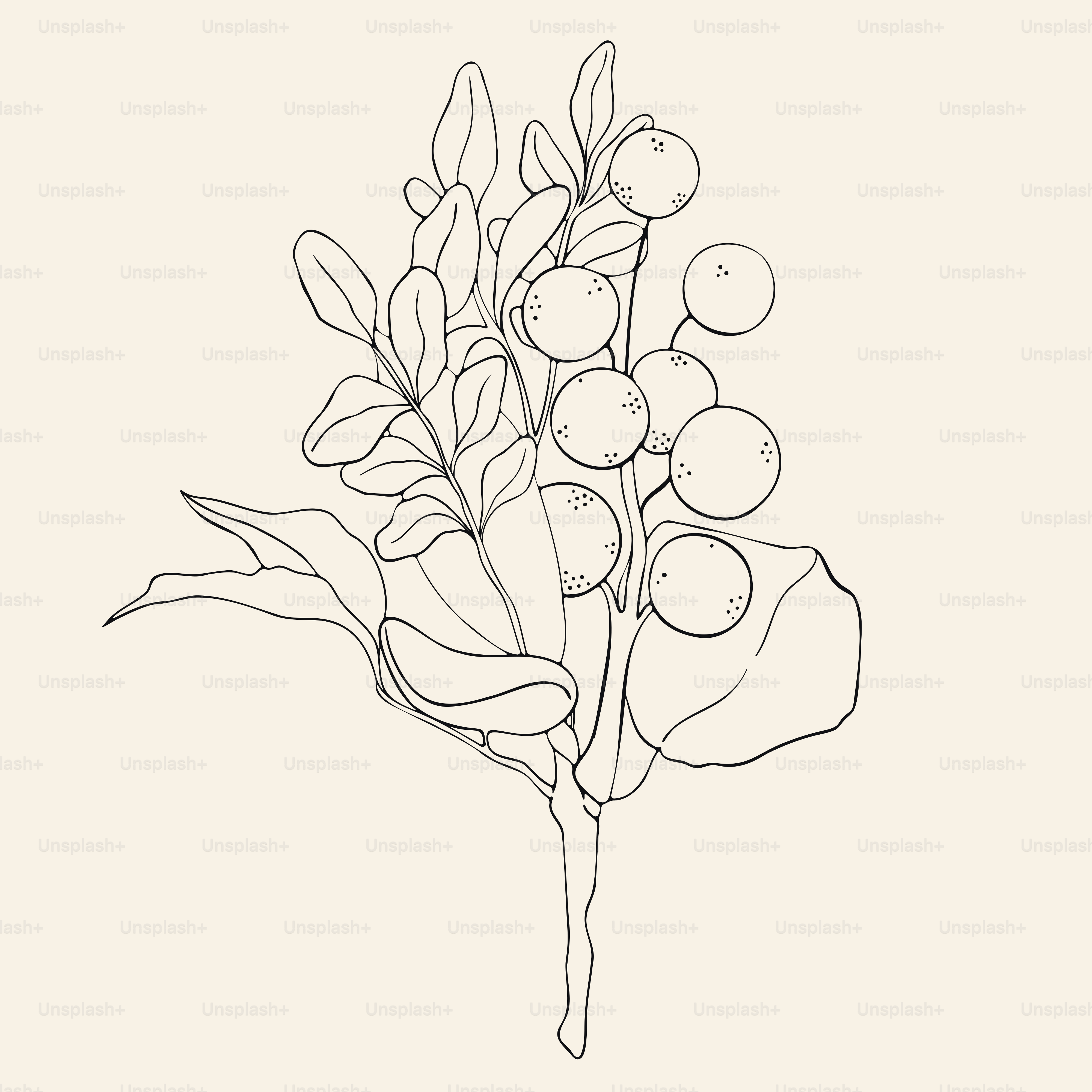 Hand drawn line art illustration. Detailed outline drawings. Templates ...