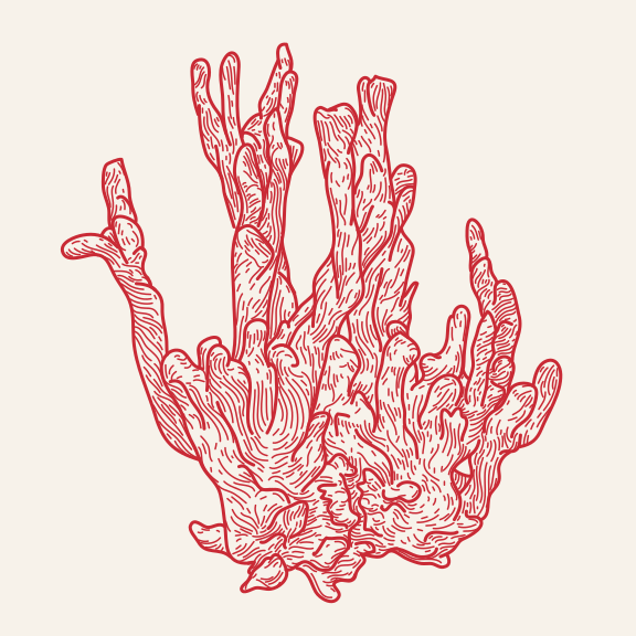 Vintage-style line artwork of sea coral. vector – Reef Image on Unsplash