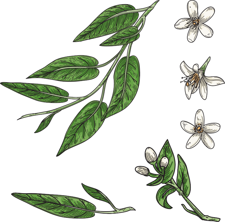 Foto Ilustraciones lineales de flores y hojas de azahar. – Cabeza de ...