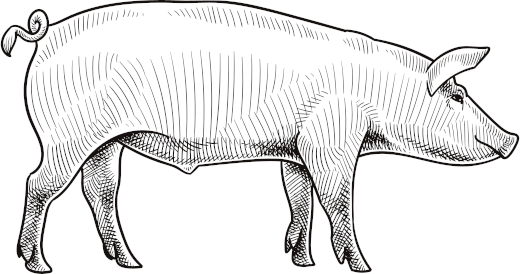 Old style illustration of a pig. Side view. vector – Animal Image on ...