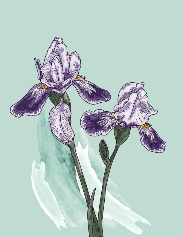Elegant and detailed line artwork of iris flowers on a simple ...