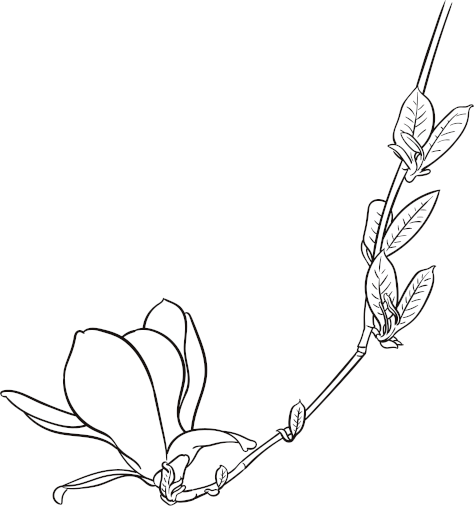Hand drawn illustration of magnolia branch. vector – Flower head Image ...